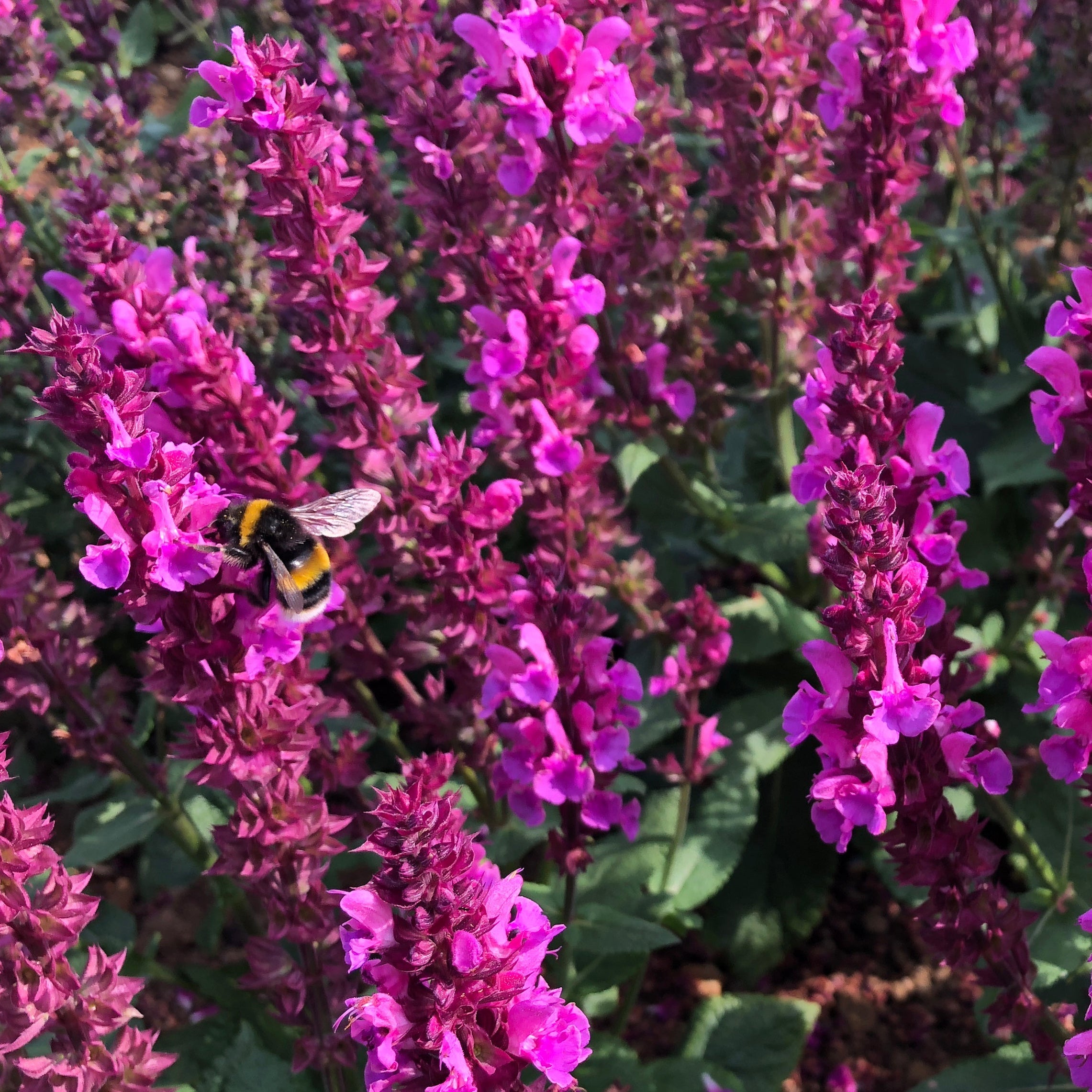 Buy Salvia Plants Online For Only £29 — Plants2Gardens