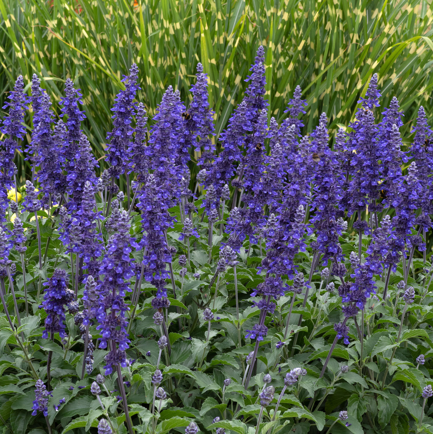 Salvia Mystic Spires (6 x 6cm) — Plants2Gardens