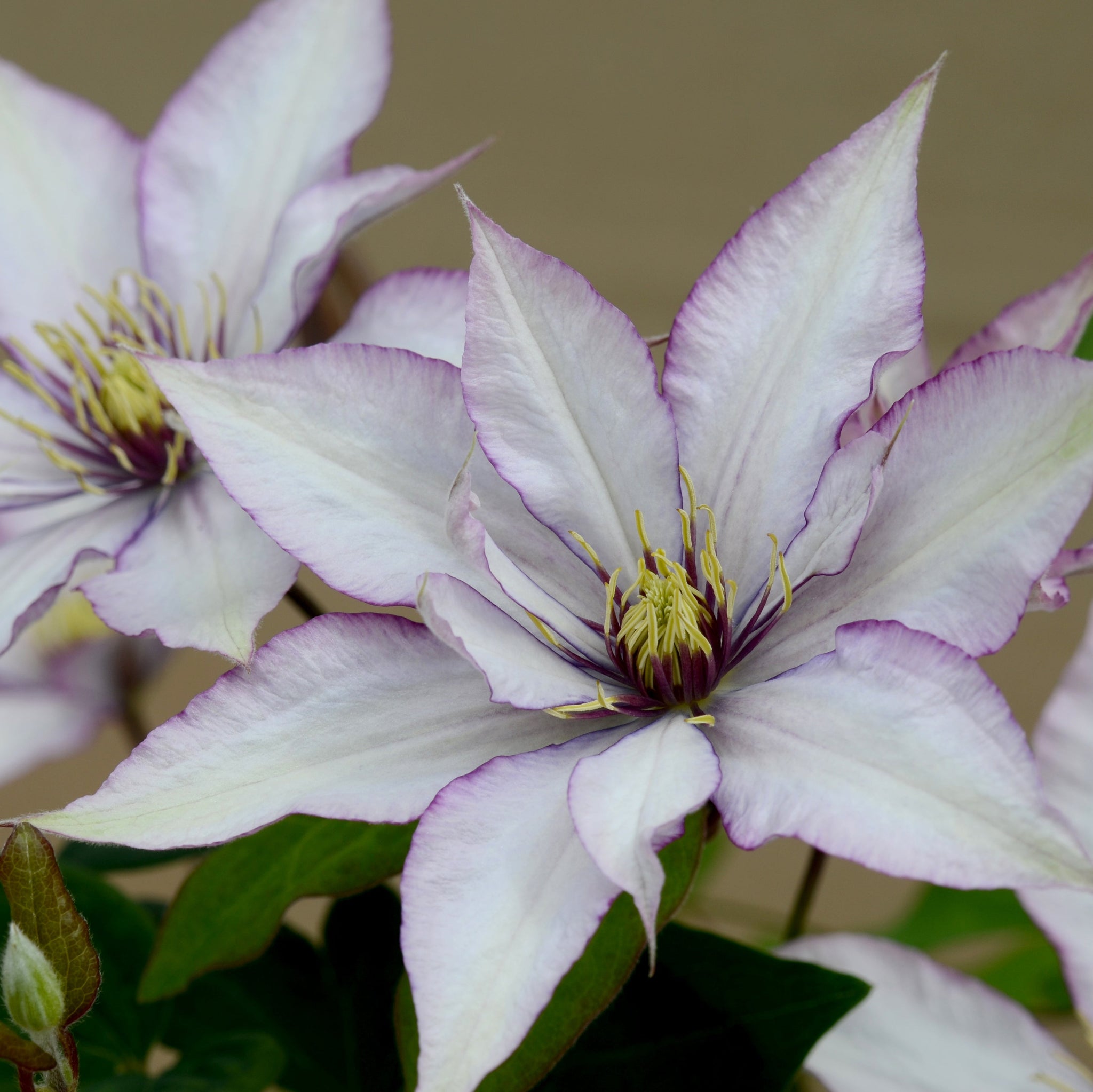 Mail Order Plants Online UK | Order Today! | Plants2Gardens