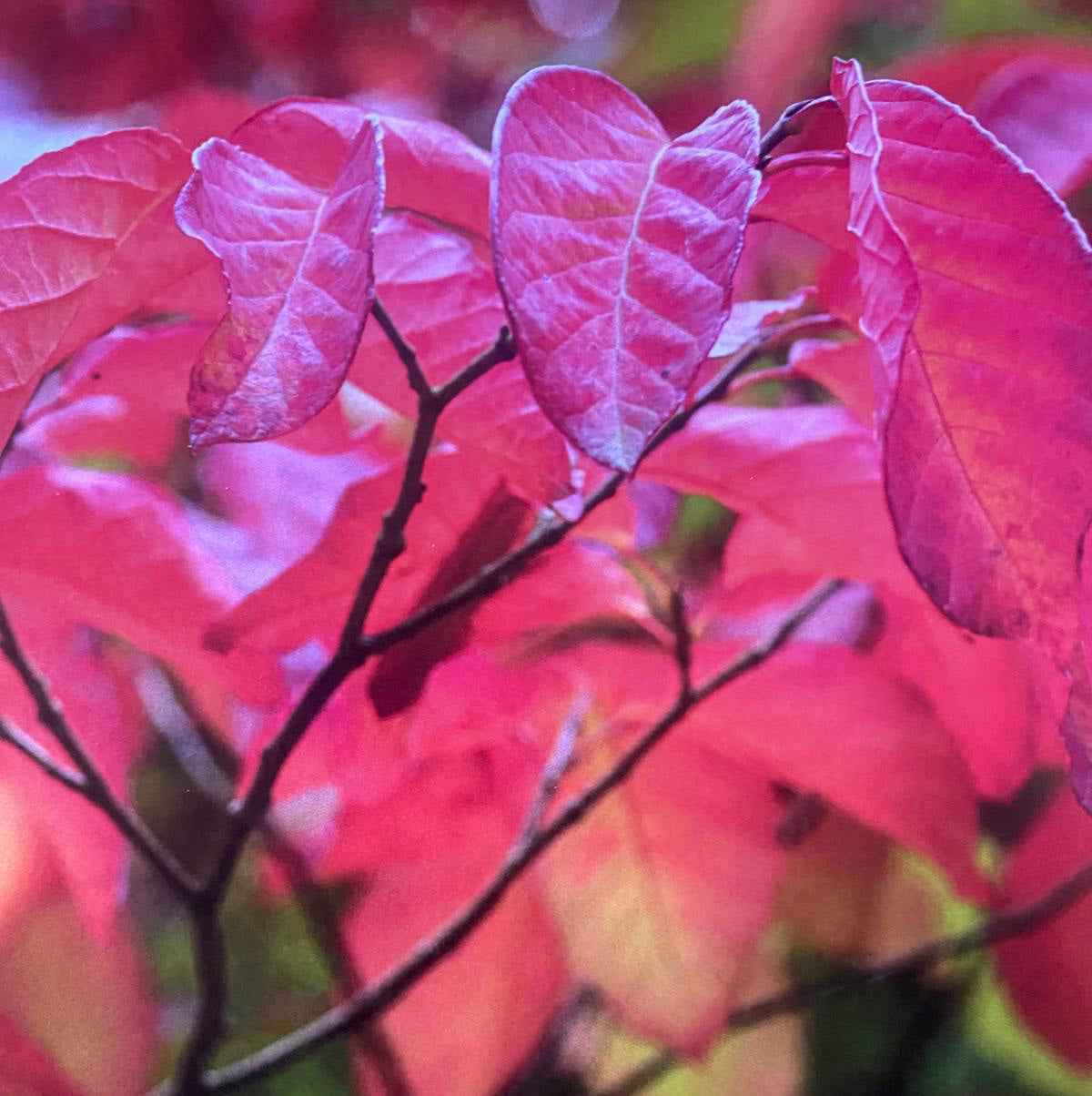 Sapium japonicum (4 Litre) — Plants2Gardens