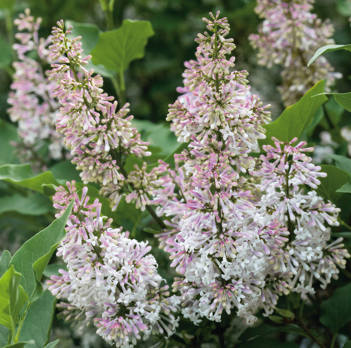 Syringa Miss Kim (1 x 4 Litre) — Plants2Gardens