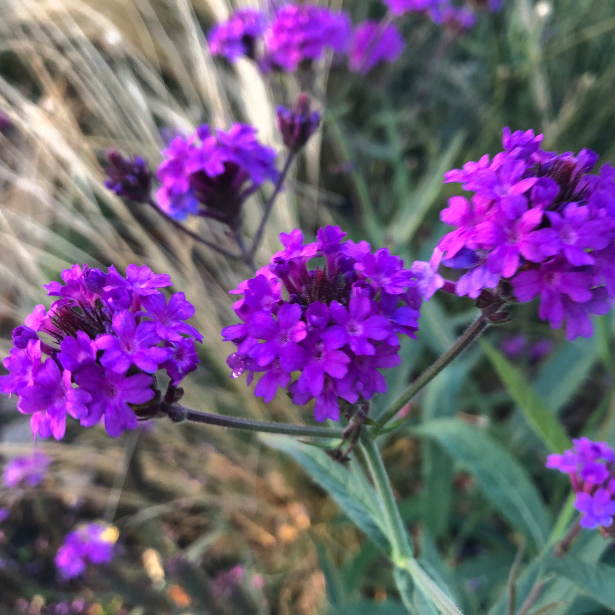 Buy 3 Verbena Santos Purple Plants Online For Only £30 — Plants2Gardens