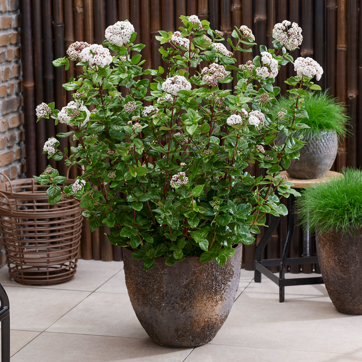 Buy Viburnum Tinus Rock N Rolla Plants Online For Only £33 — Plants2Gardens