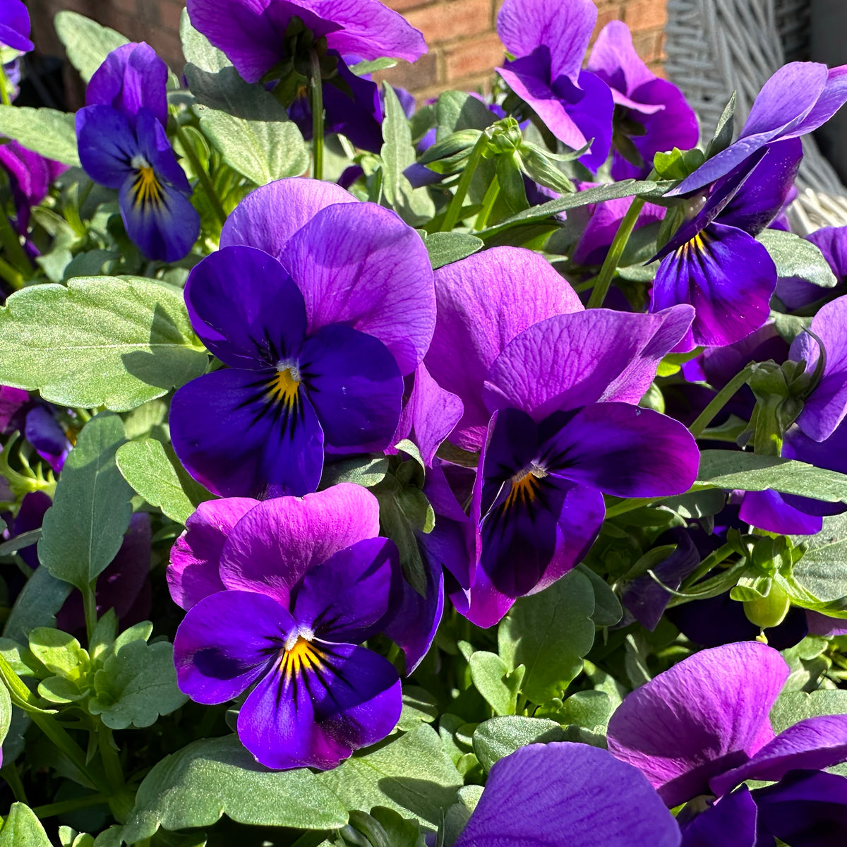Buy New Viola Neon Flash Online For Only £19 — Plants2Gardens