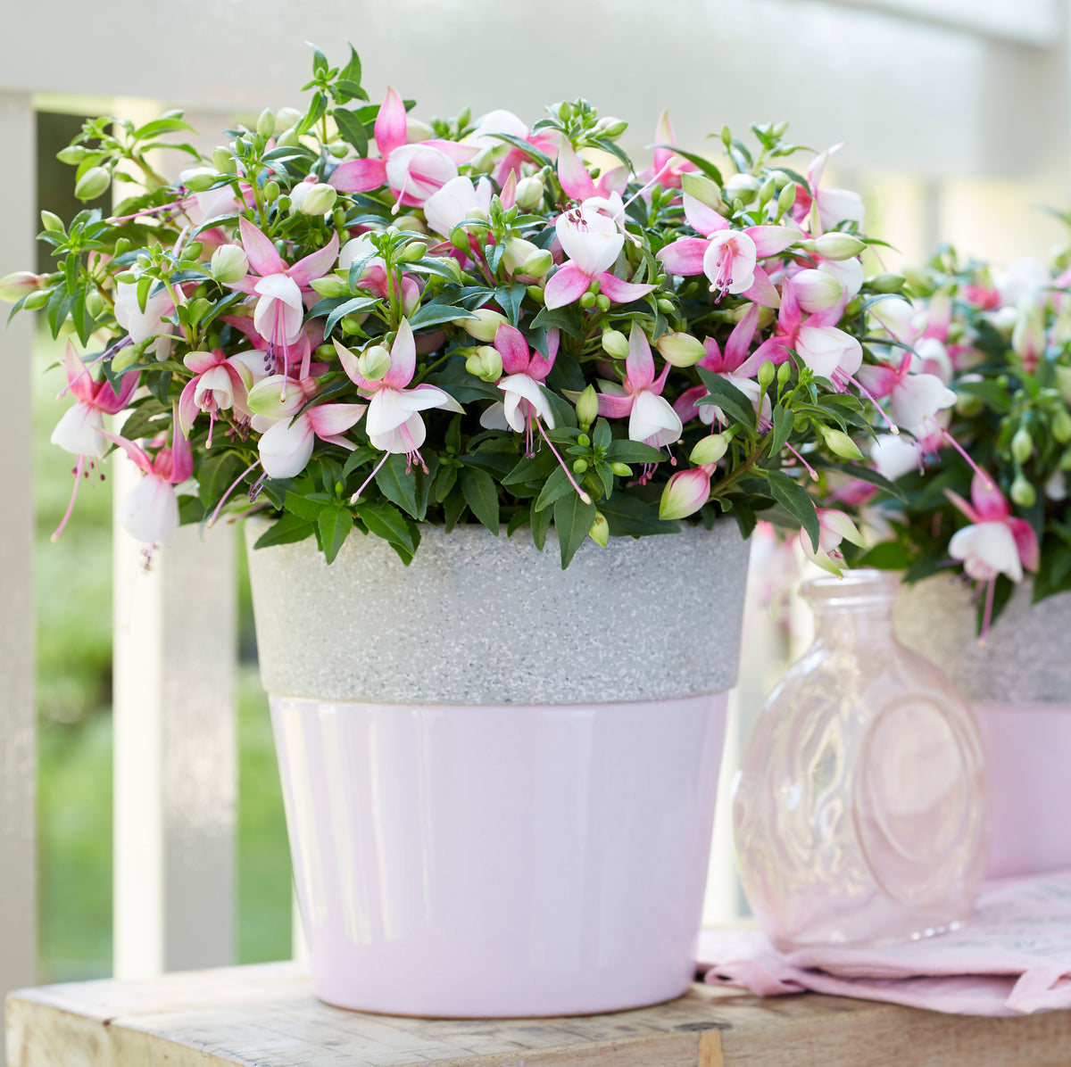 Bella Fuchsia Collection (6 x 6cm) Dispatches 19 May 2025 — Plants2Gardens