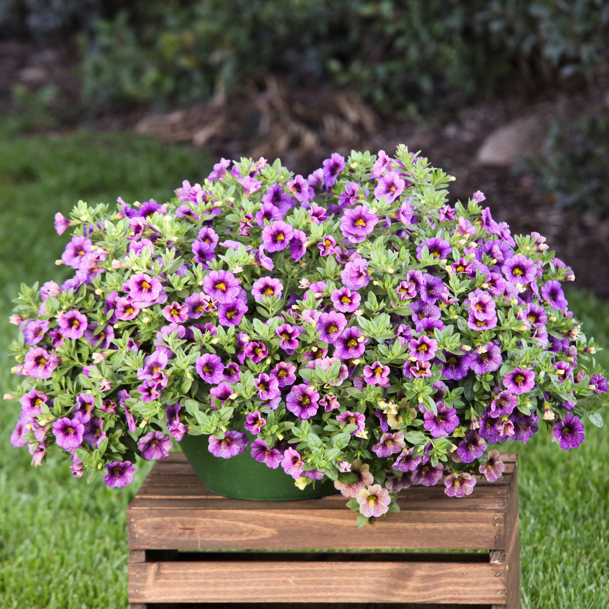 Mail Order Plants Online UK | Order Today! | Plants2Gardens