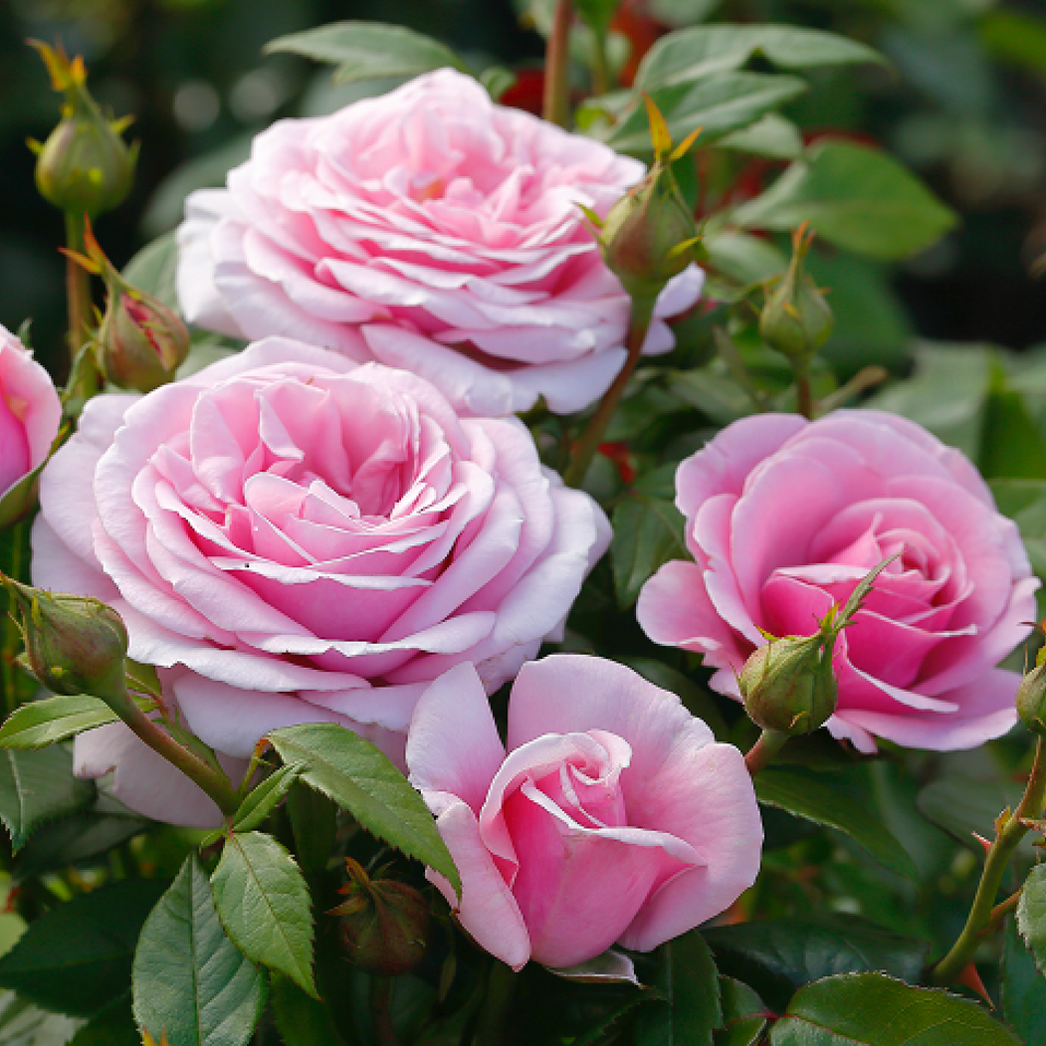 Buy Roses Online from Plants2Gardens