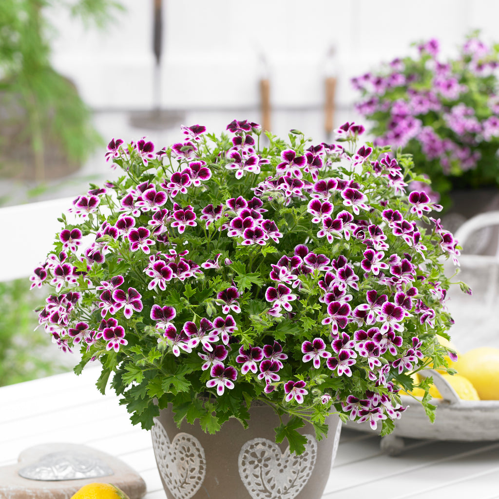 Buy Geraniums Online from Plants2Gardens