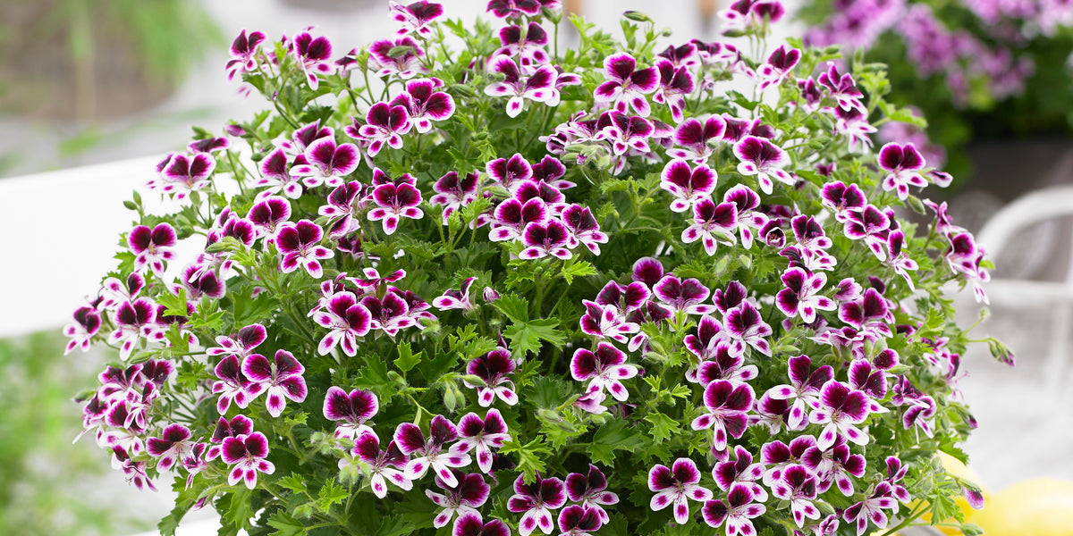 Buy Pelargonium Mosquitaway Collection Online For Only £24 — Plants2Gardens