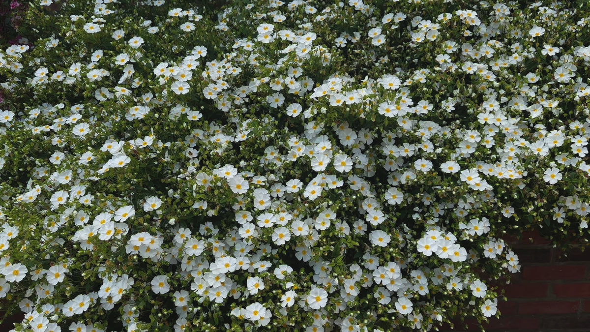 Buy Cistus florentinus Online For Only £26.00 — Plants2Gardens