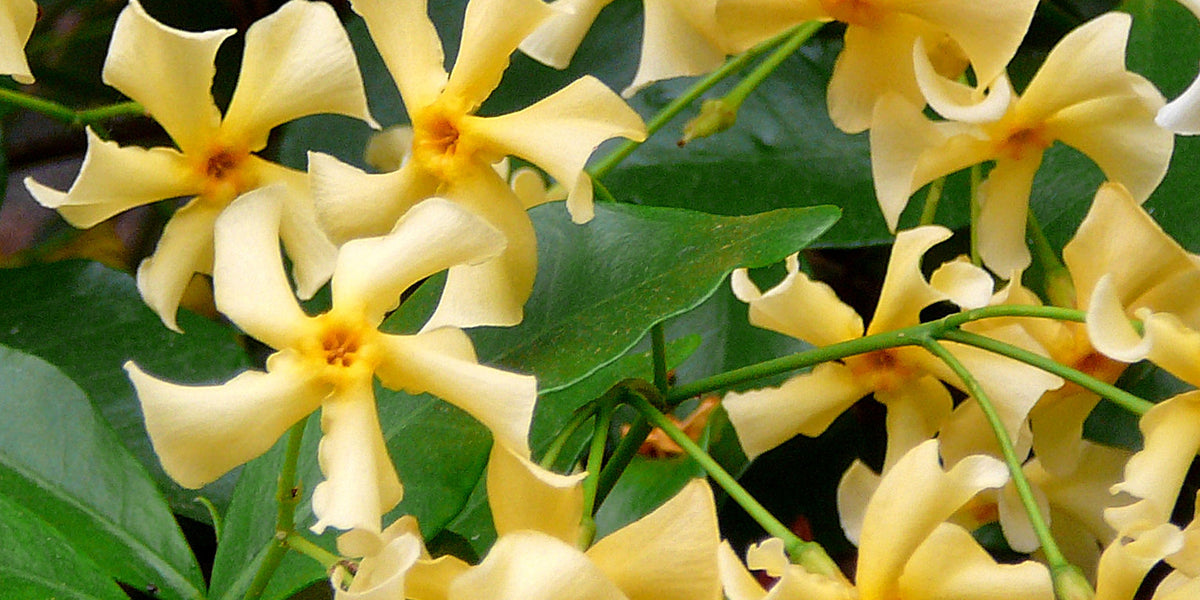 Gorgeous twining climber with fragrant summer blooms — Plants2Gardens