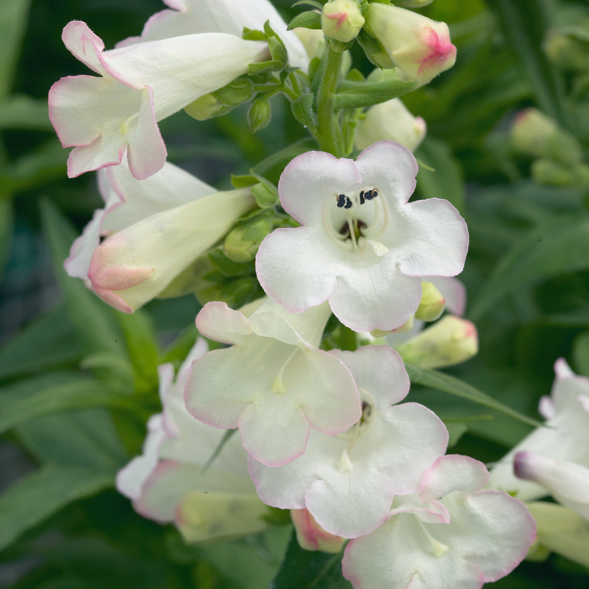 Buy Three Penstemon Phoenix 2 Litre for only £29 — Plants2Gardens
