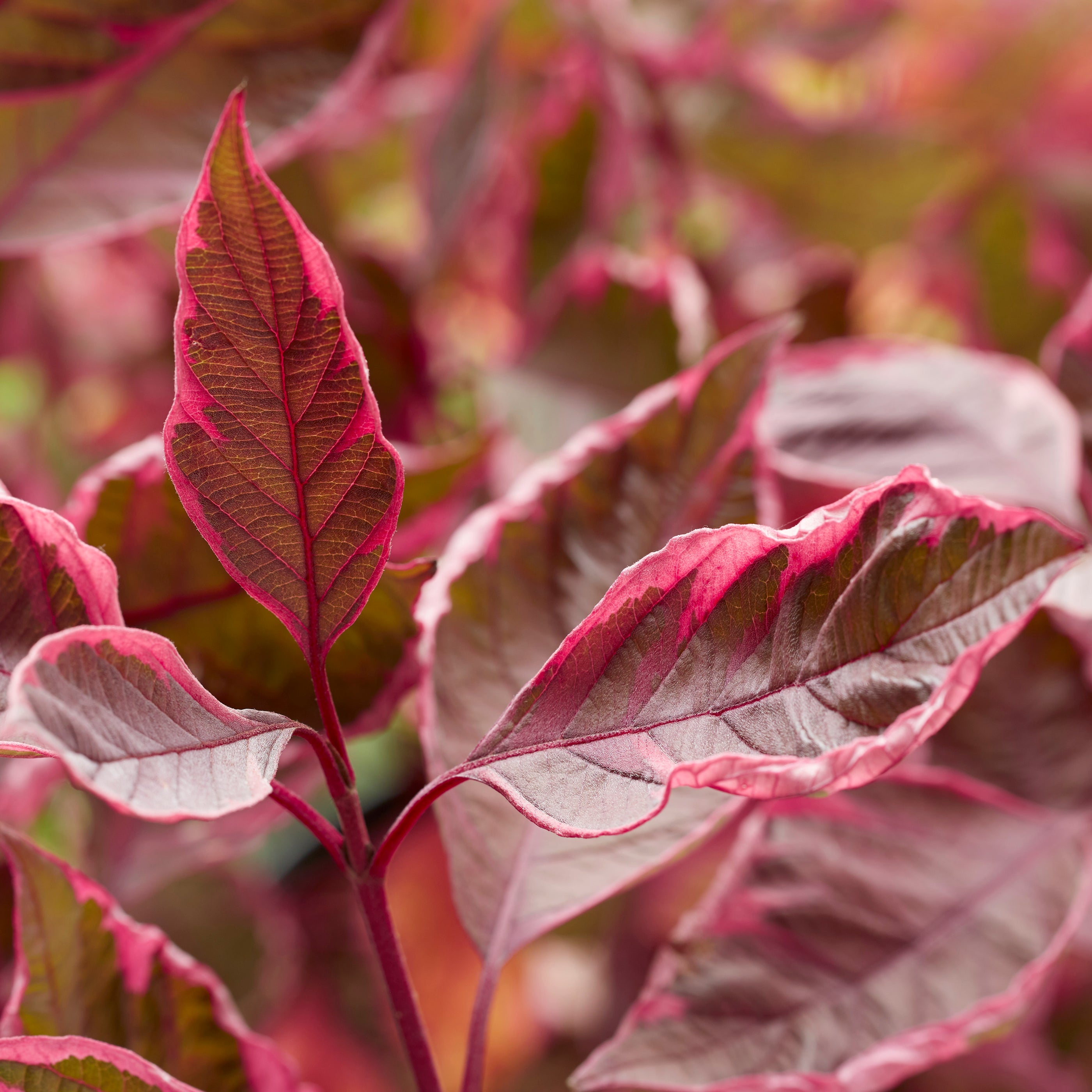 Buy Cornus Alba Miracle Red Stemmed Dogwood (3 Litre Pot Grown Shrub ...