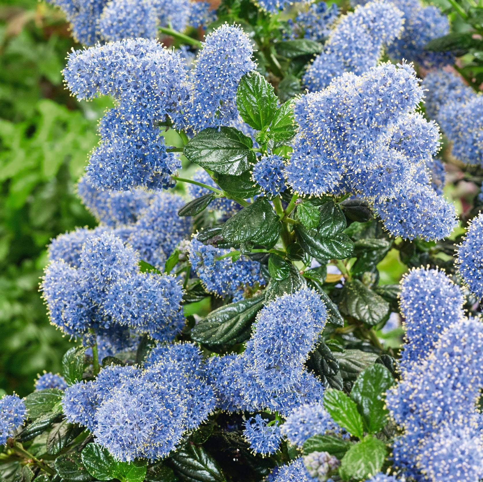 Ceanothus Concha (3 Litre) £24.00 by Plants2Gardens