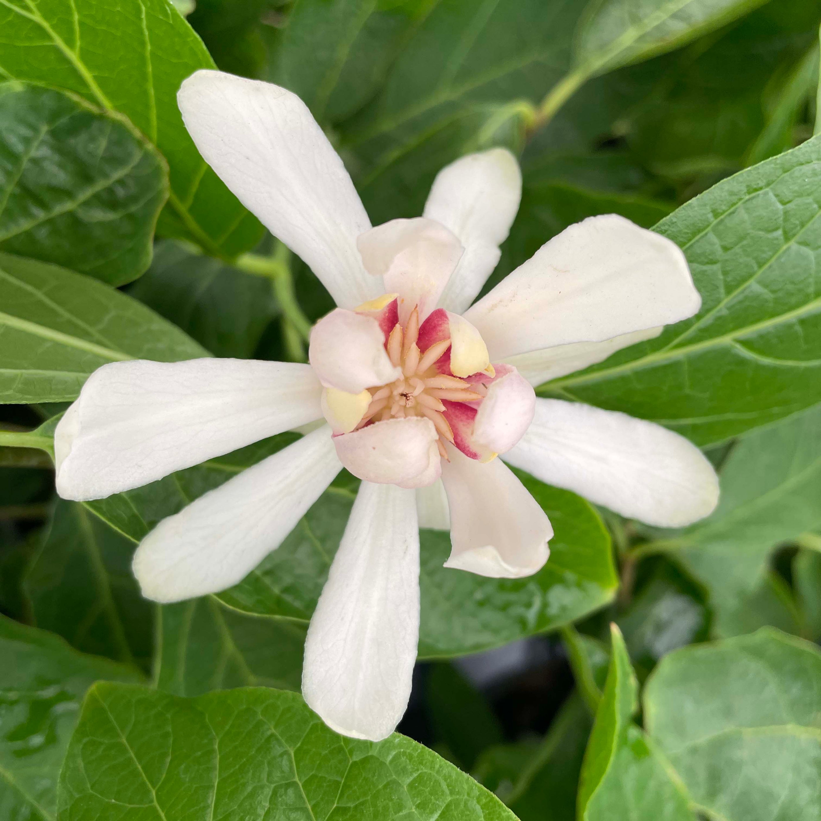 Buy Calycanthus Venus Online For Only £36 — Plants2Gardens