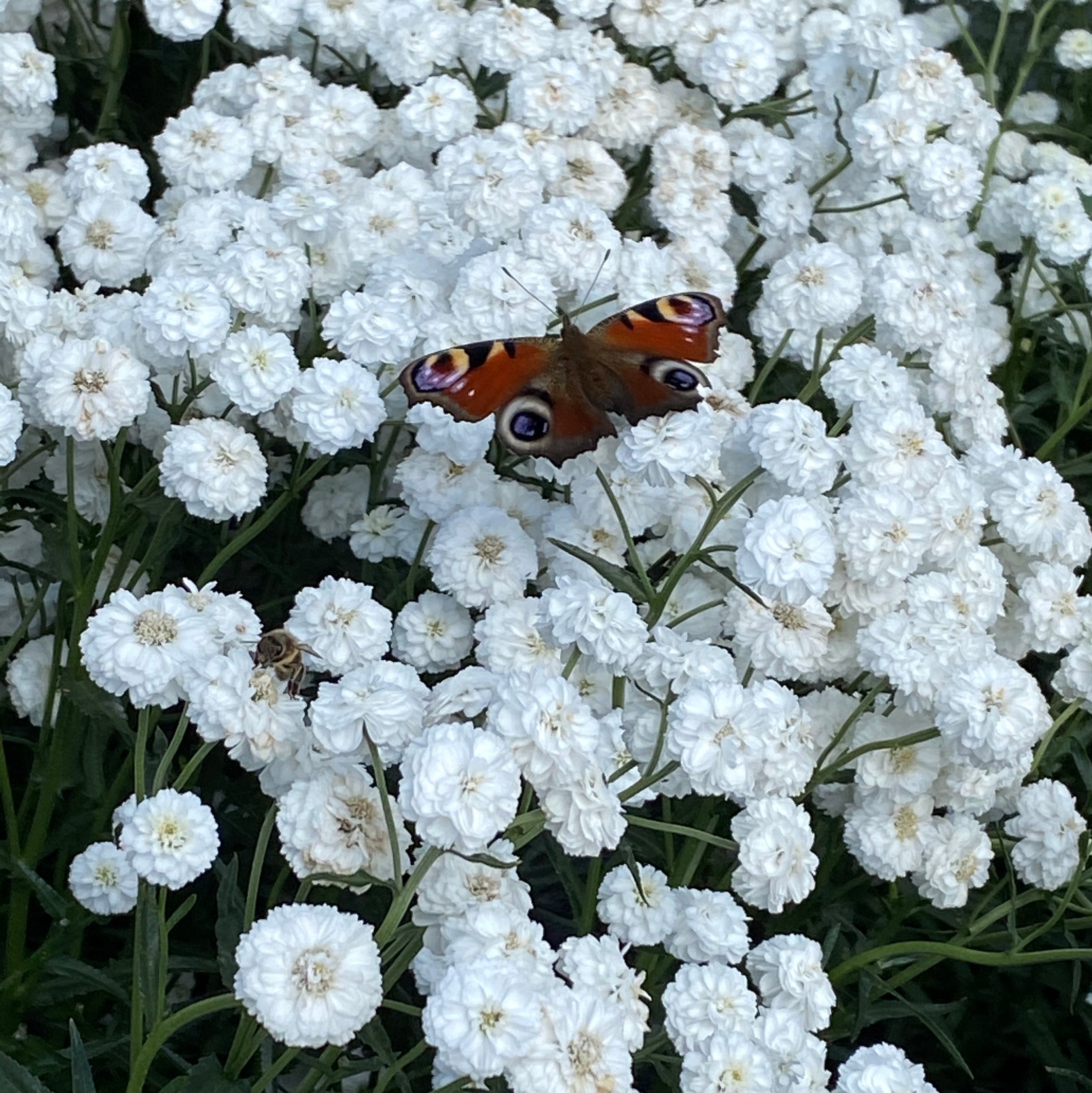 Buy Achillea Peter Cottontail Online For Only £22 — Plants2Gardens