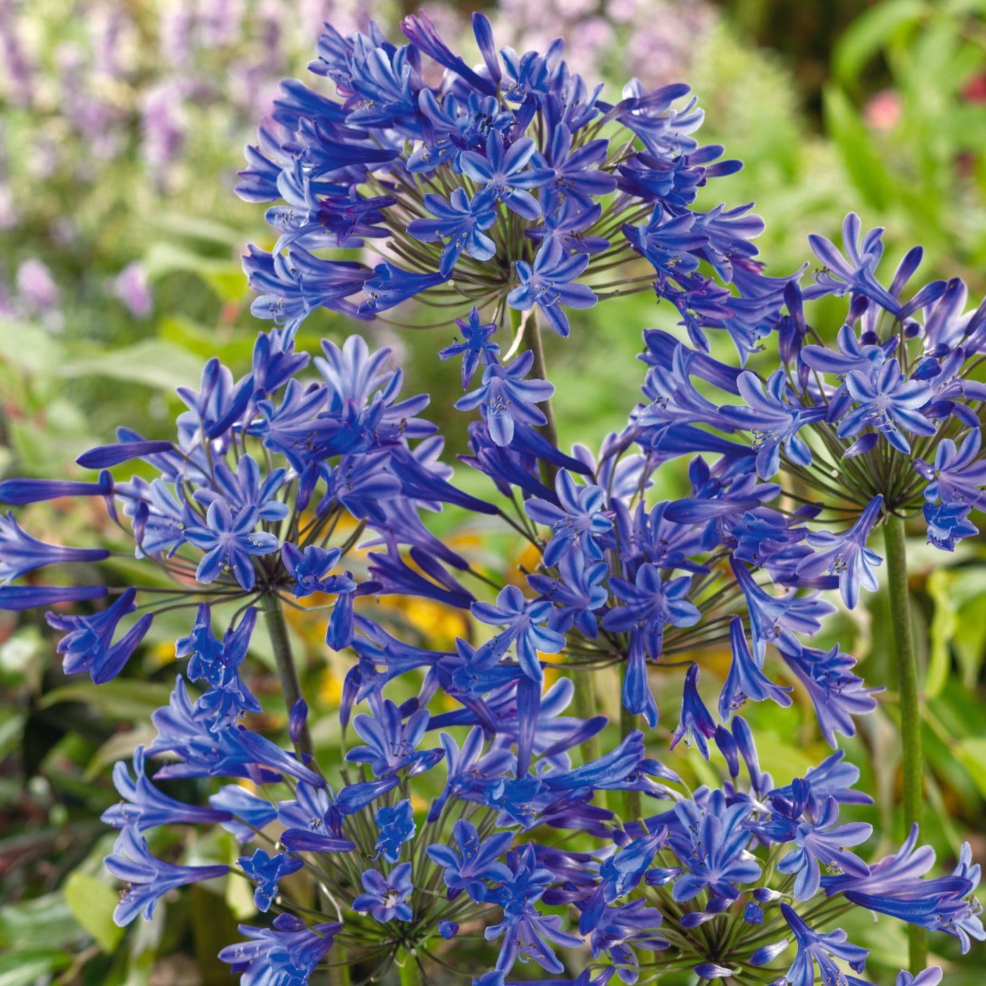 Buy Agapanthus XXL Blue Online For Only £28 — Plants2Gardens