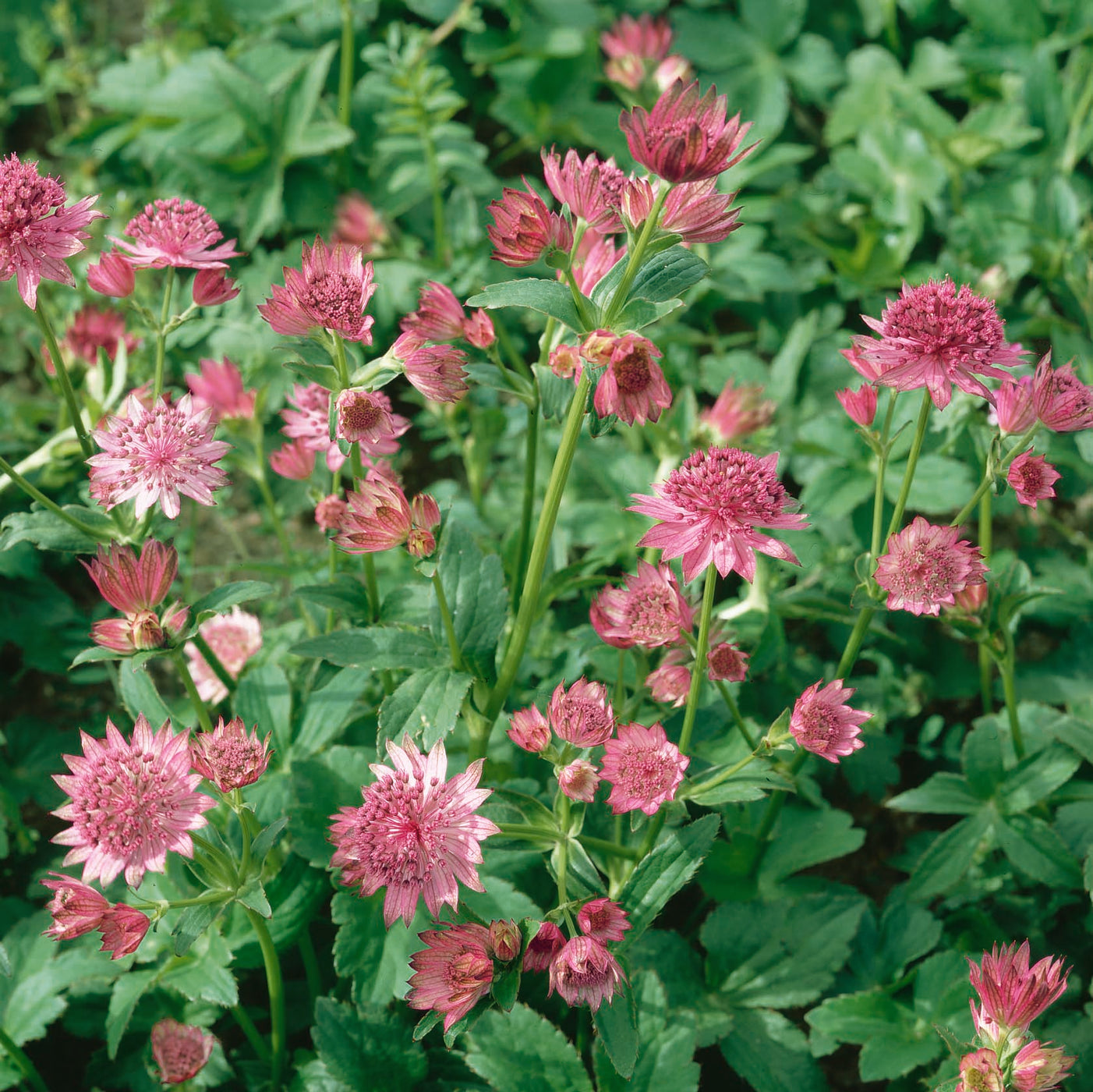 Buy Astrantia Sparkling Stars Collection Online For Only £32 ...