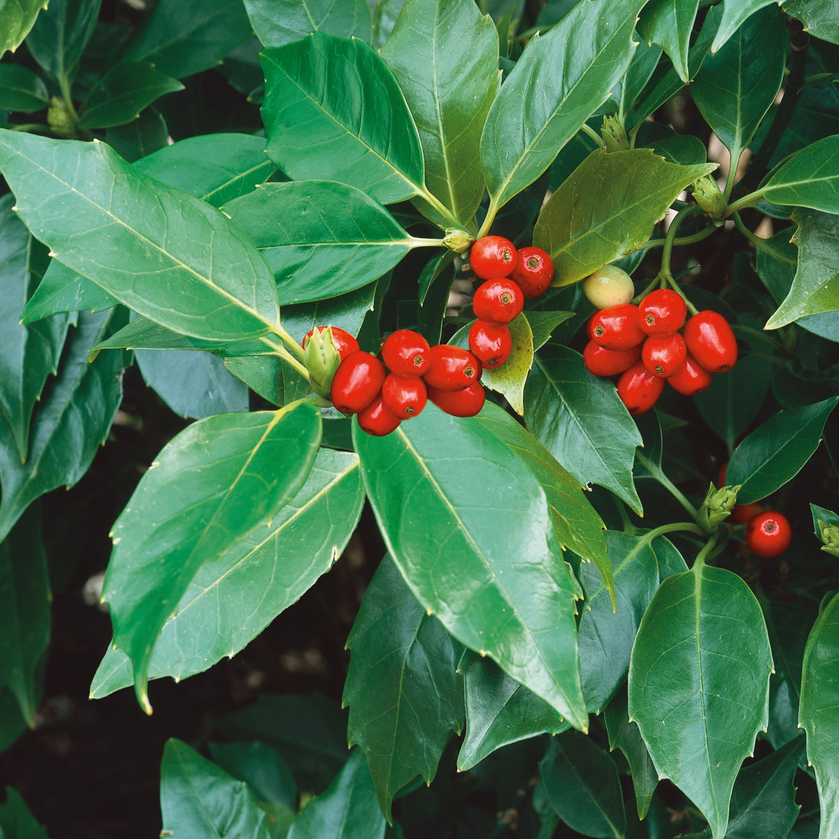 Buy Established Aucuba japonica Rozannie Bush Online For Only £20 ...