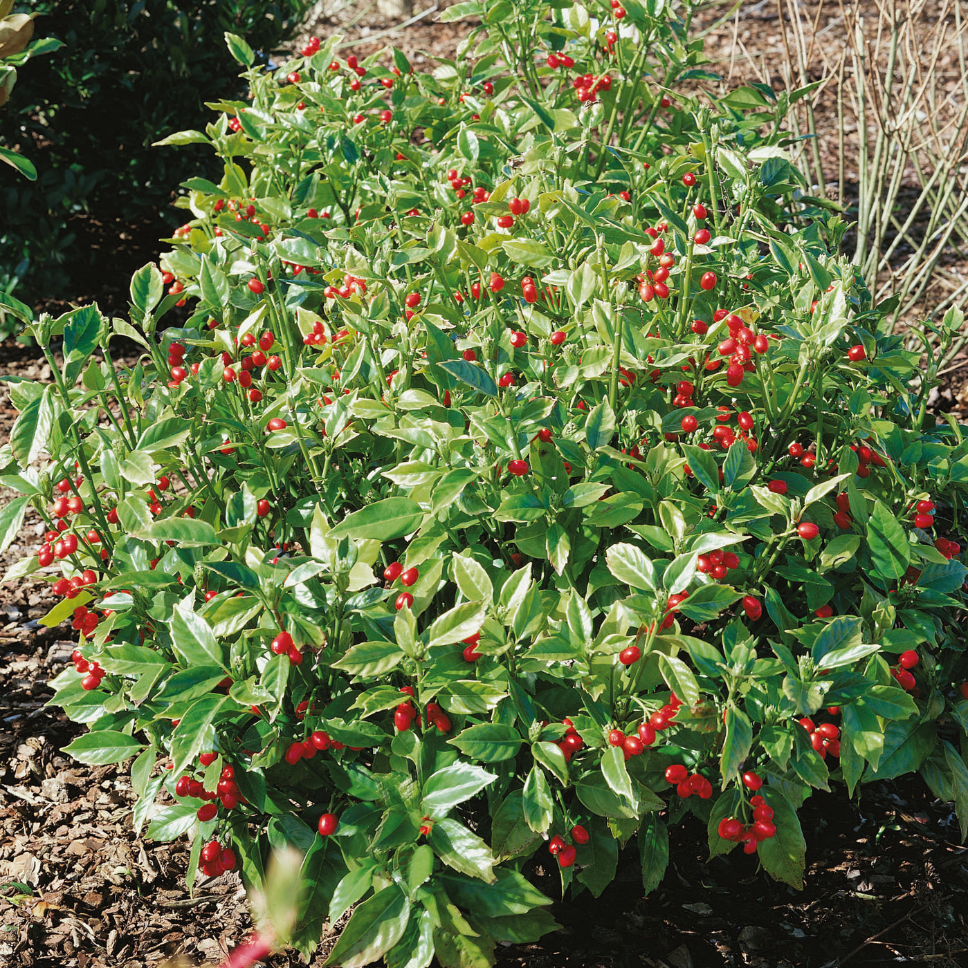 Buy Established Aucuba japonica Rozannie Bush Online For Only £20 ...