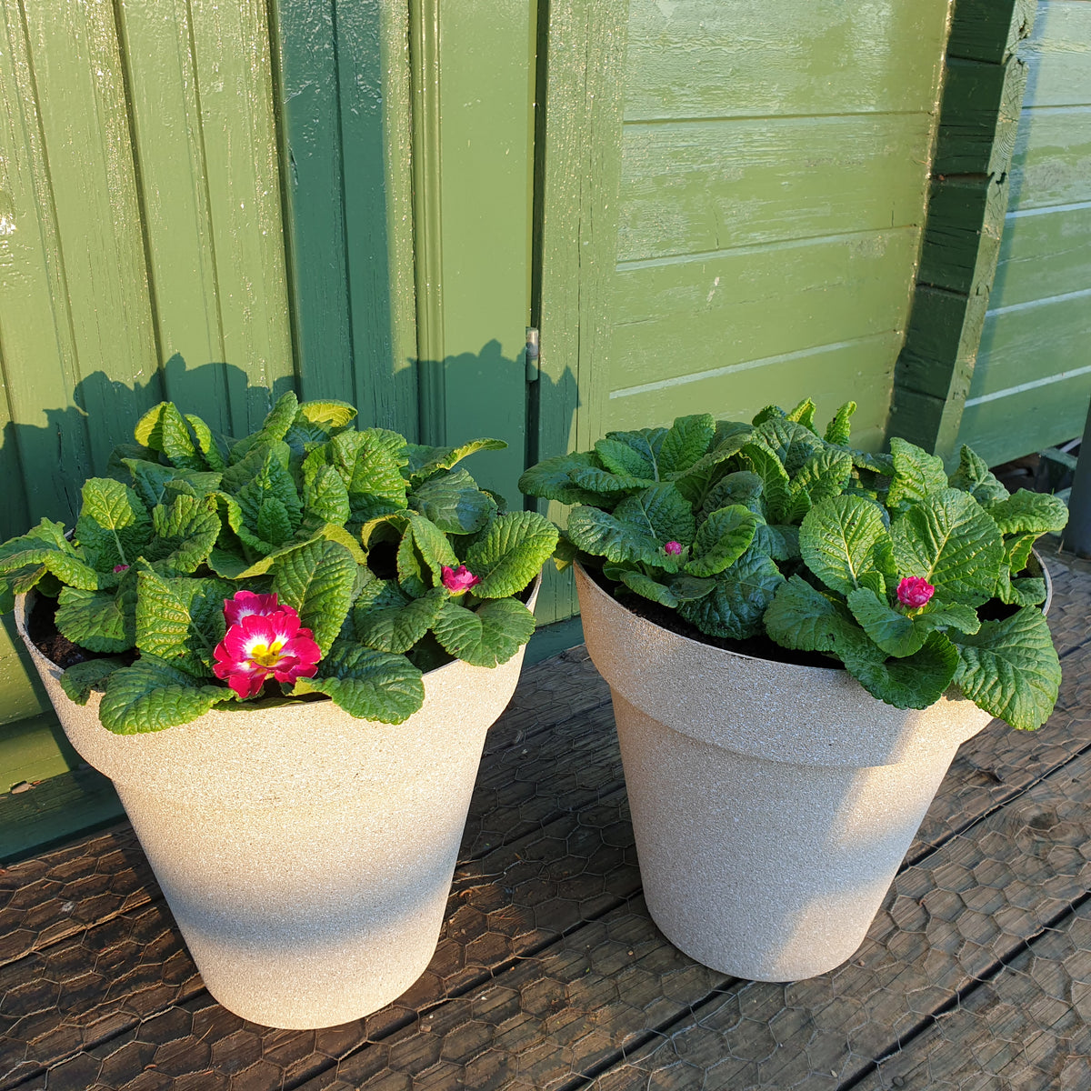 Autumn / Winter Primrose Patio Planter Pair £18.00 by Plants2Gardens