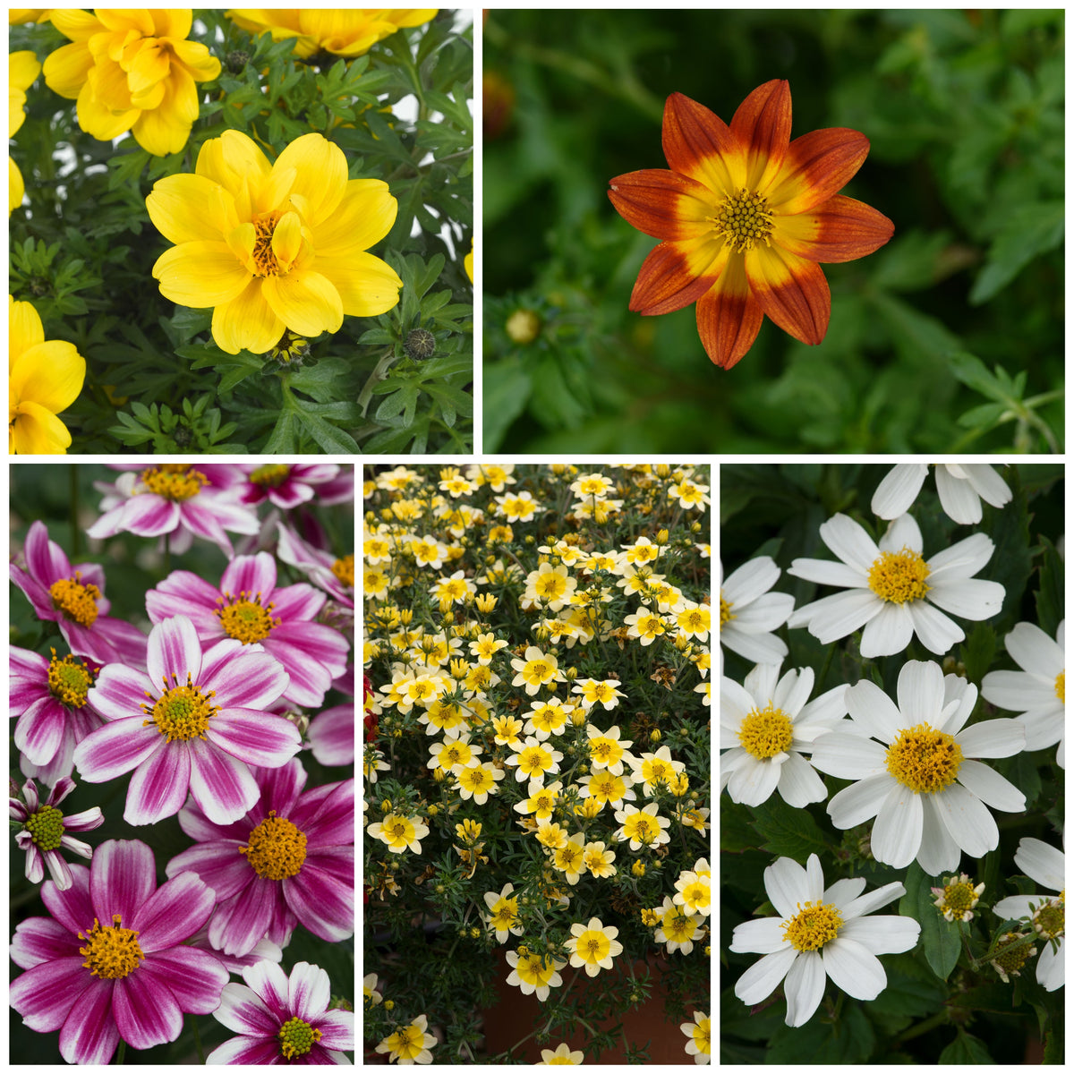 Buy Bidens Collection Online For Only £20 — Plants2Gardens