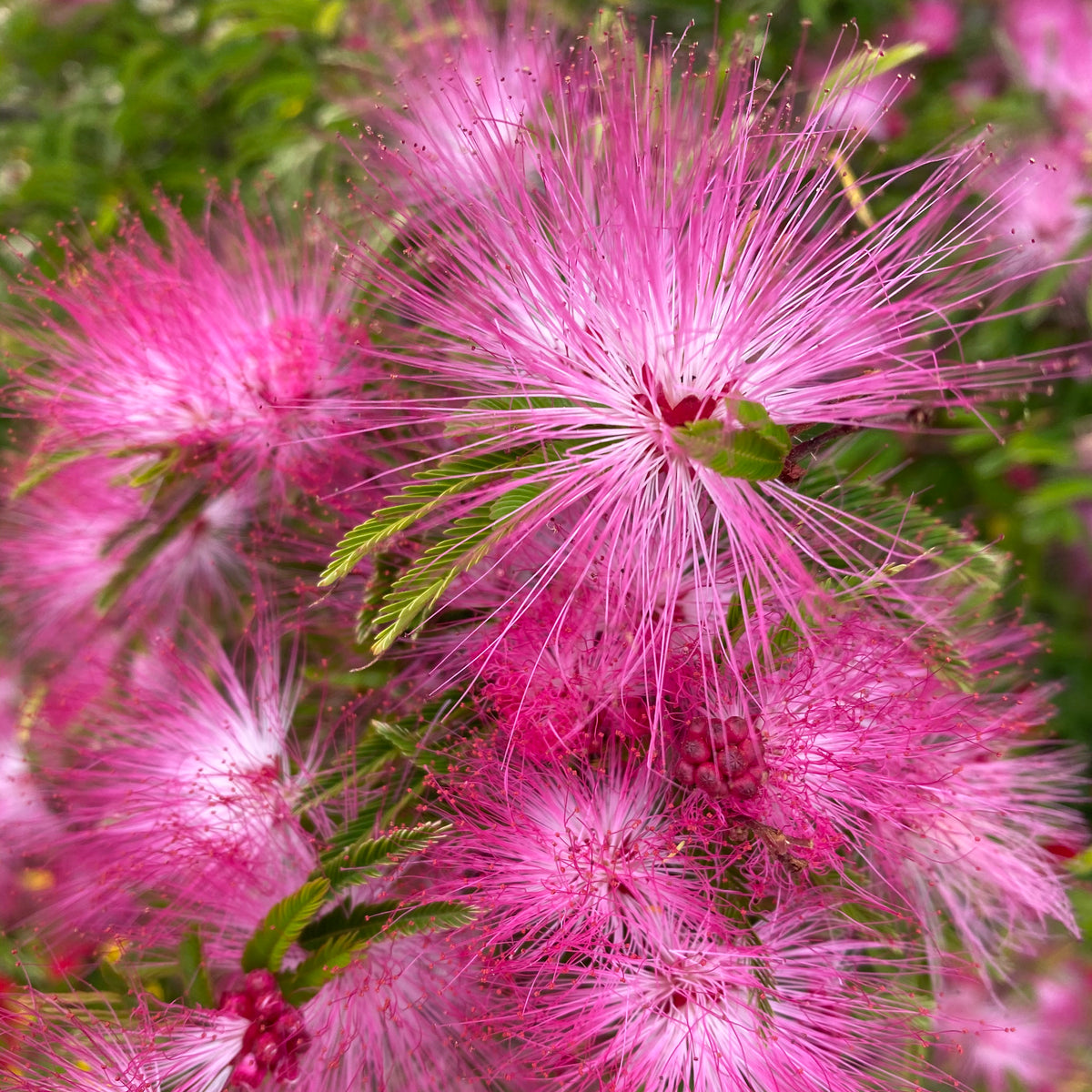 Buy Calliandra Dixie Pink Online For Only £23.50 — Plants2Gardens