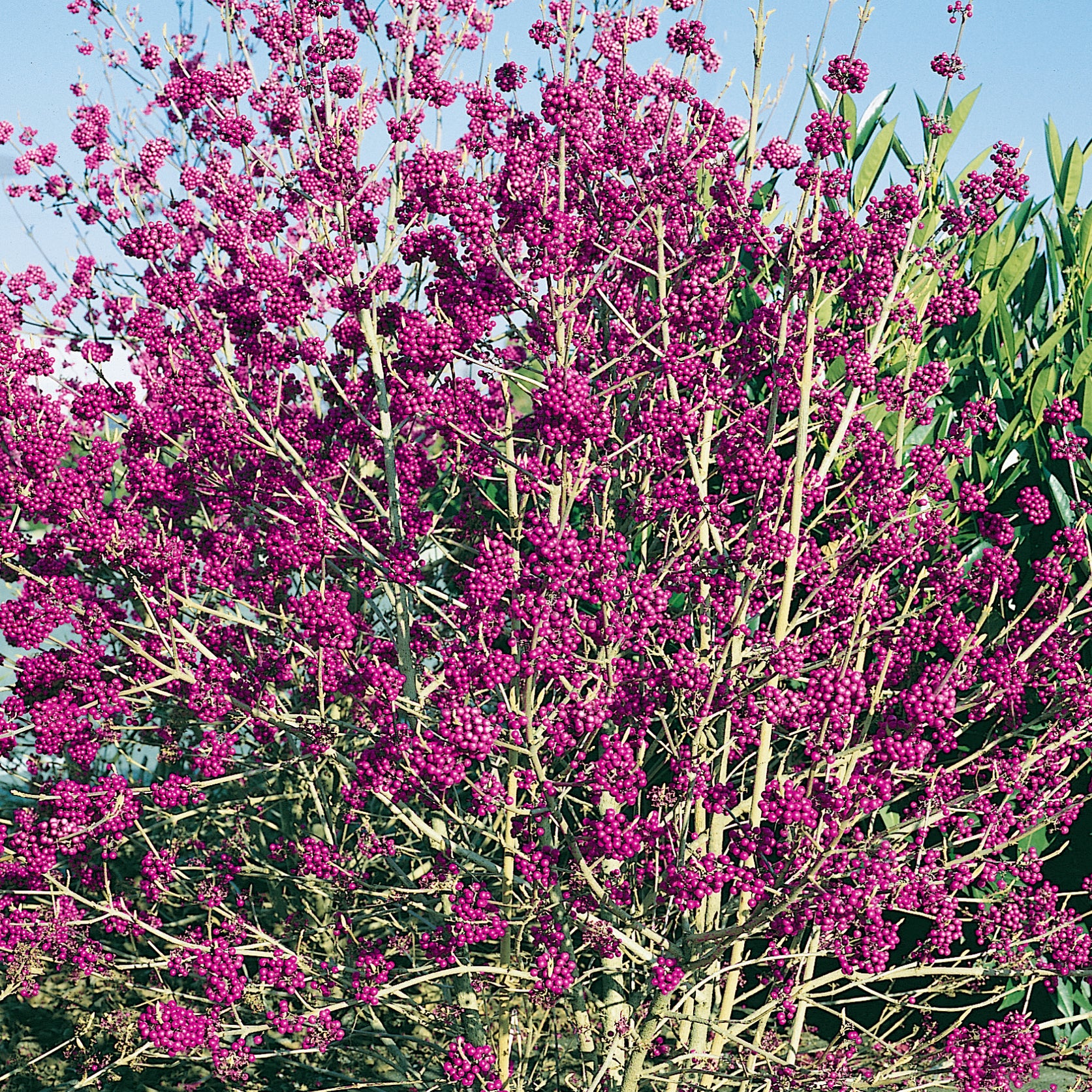 Buy Beauty Bush Online For Only £30 — Plants2Gardens