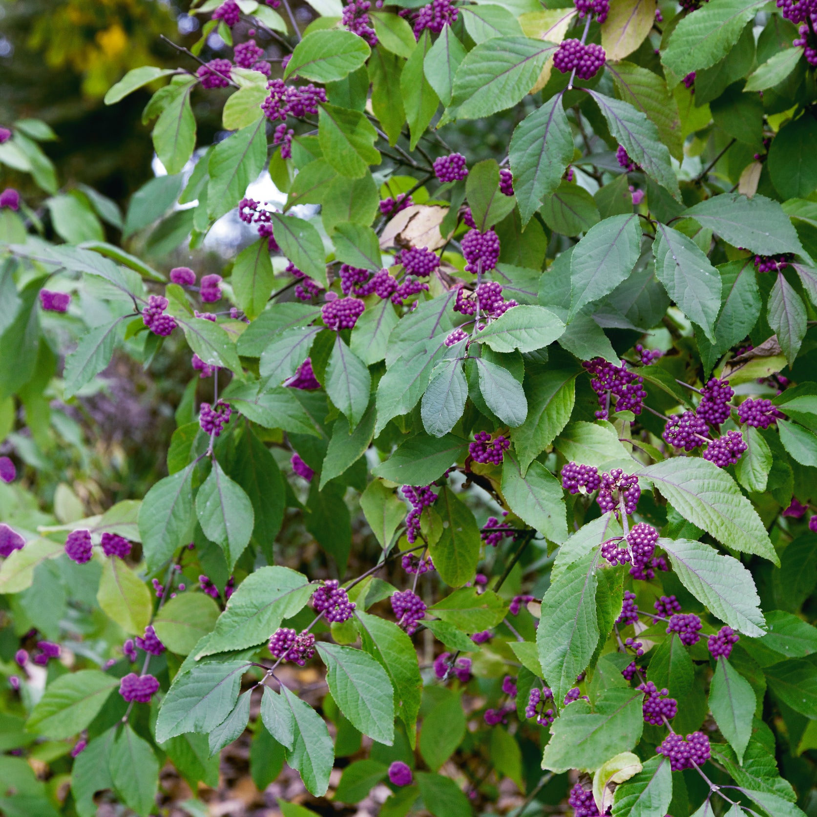 Buy Beauty Bush Online For Only £30 — Plants2Gardens