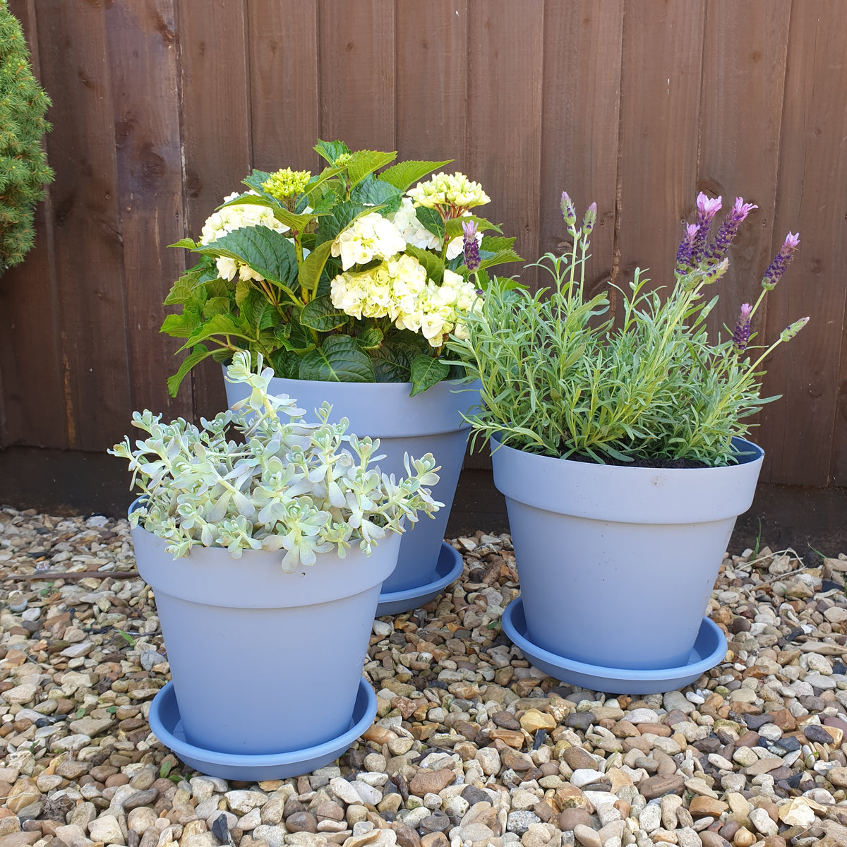 Buy Patio Planter Matching Set with Saucers For Only £25 — Plants2Gardens