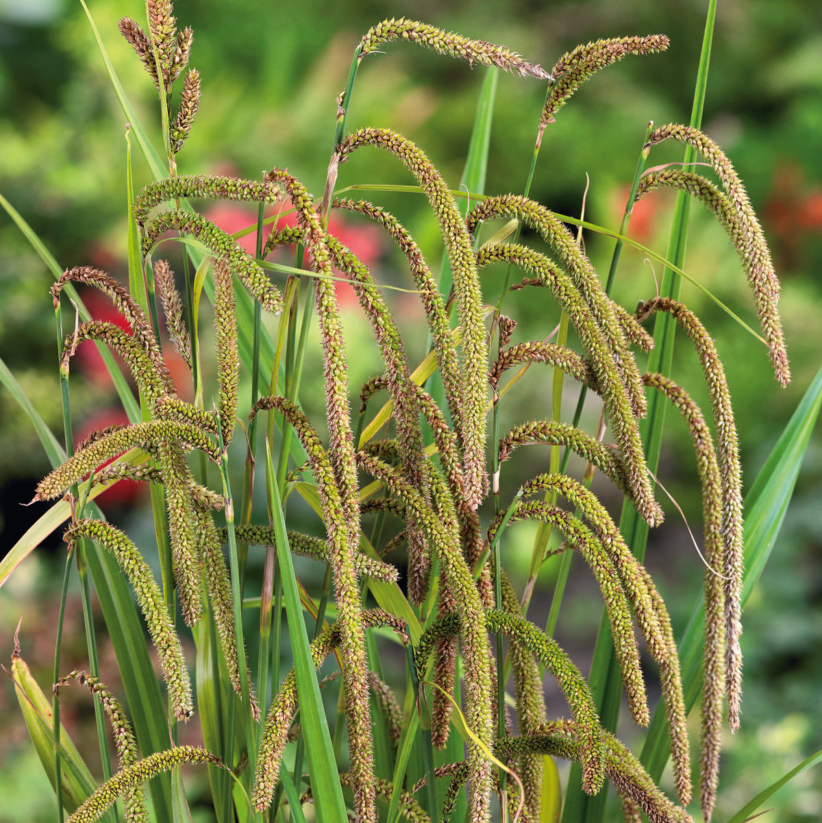 Buy Carex Pendula Online For Only £10 — Plants2Gardens