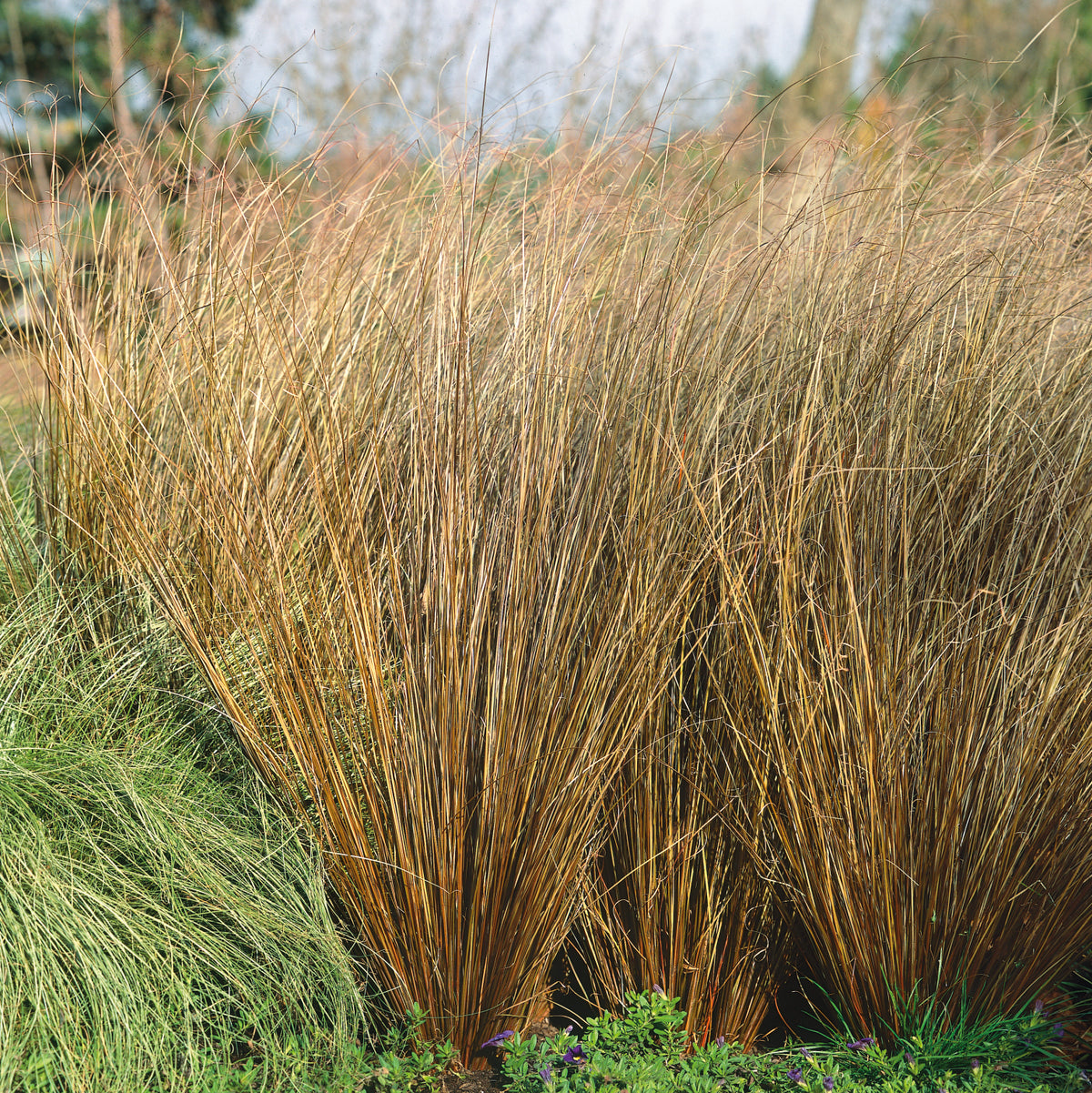 Buy Established Carex Red Rooster Online for Only £11.50 — Plants2Gardens