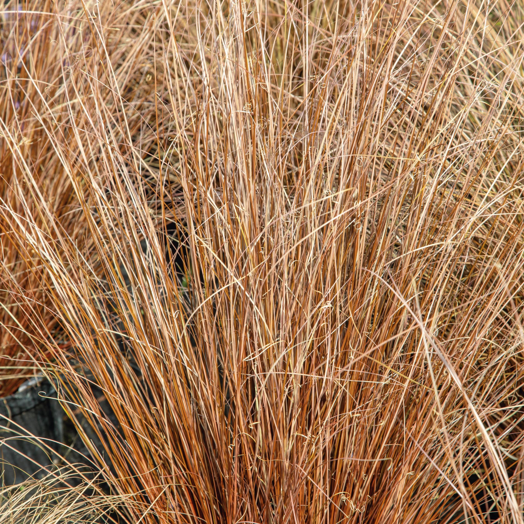Buy Established Carex Red Rooster Online for Only £11.50 — Plants2Gardens