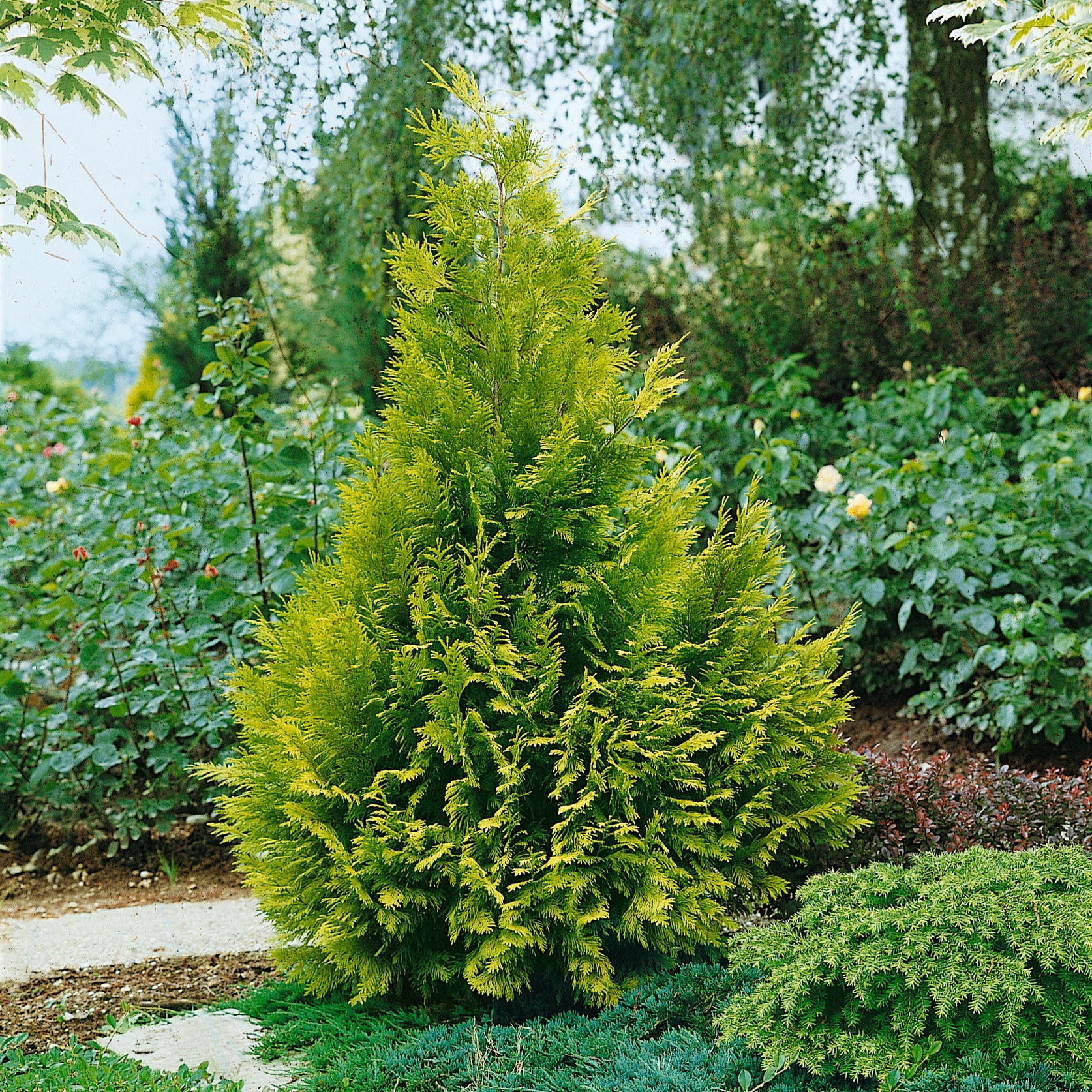 Buy Conifers Online from Plants2Gardens