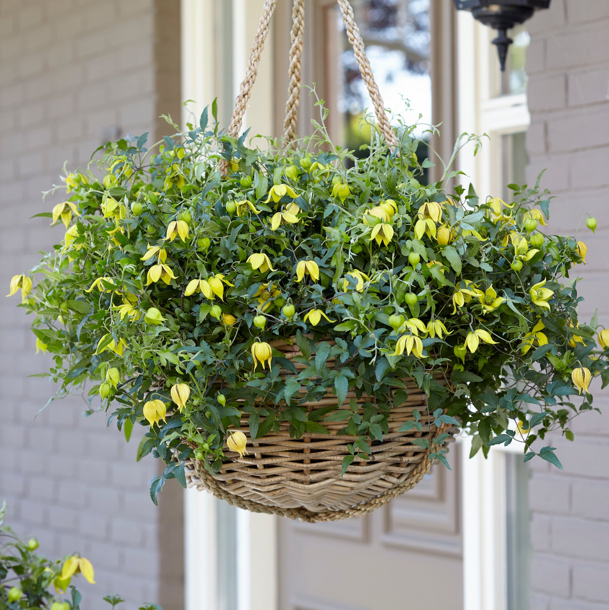 Buy Clematis Little Lemons Online For Only £26 — Plants2Gardens