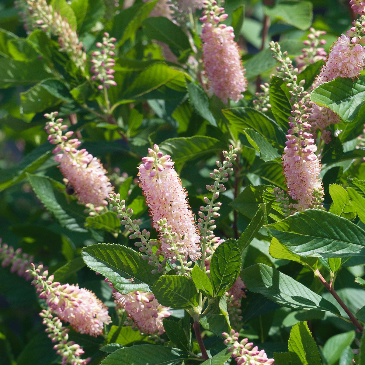 Buy Two Clethra Pink Spires Online For only £18.5 — Plants2Gardens