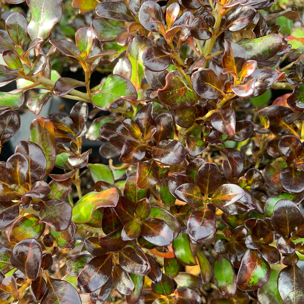 Coprosma | Plants2Gardens