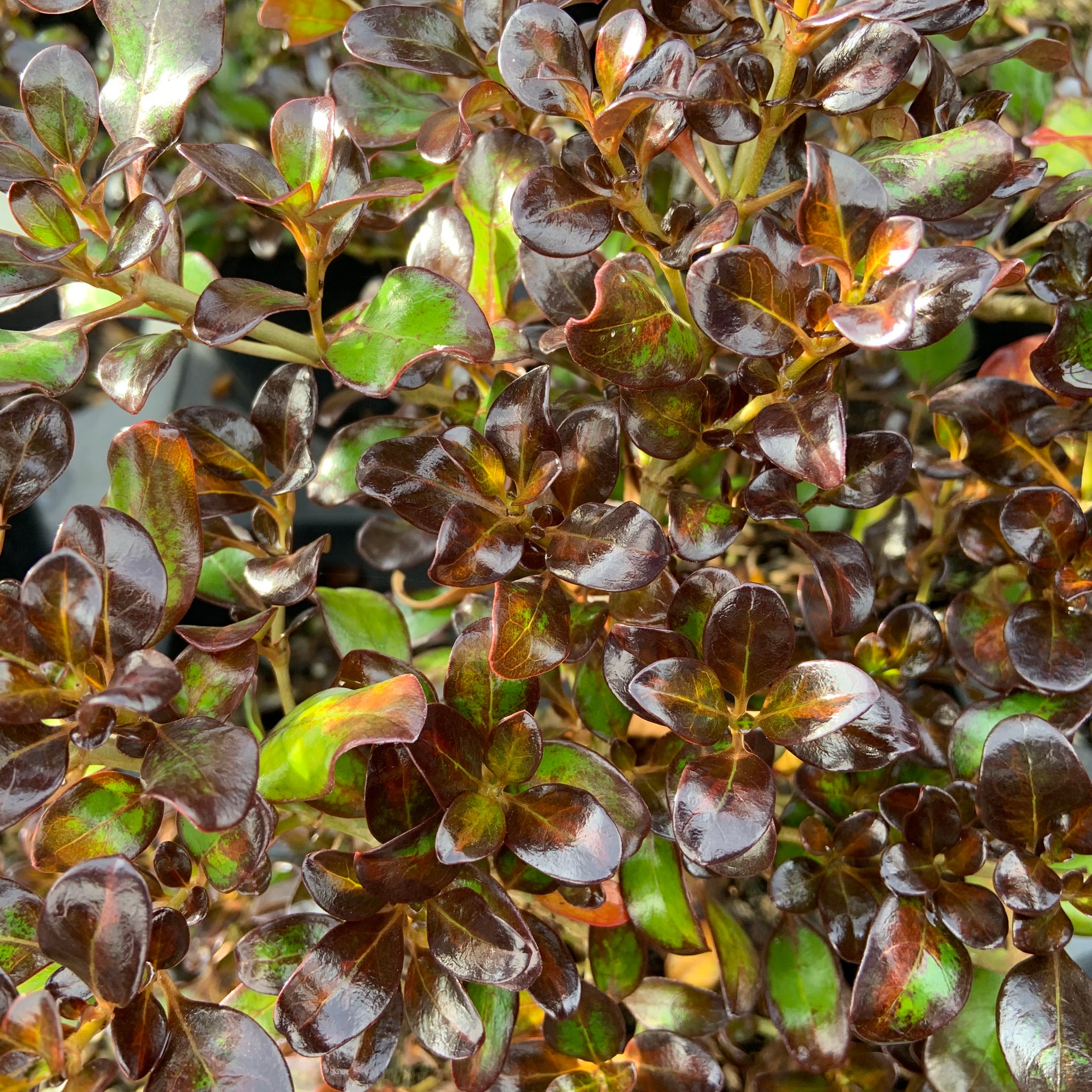 Buy Coprosma Online from Plants2Gardens