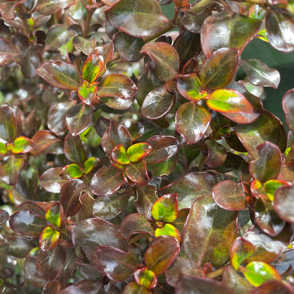 Buy Coprosma Online from Plants2Gardens