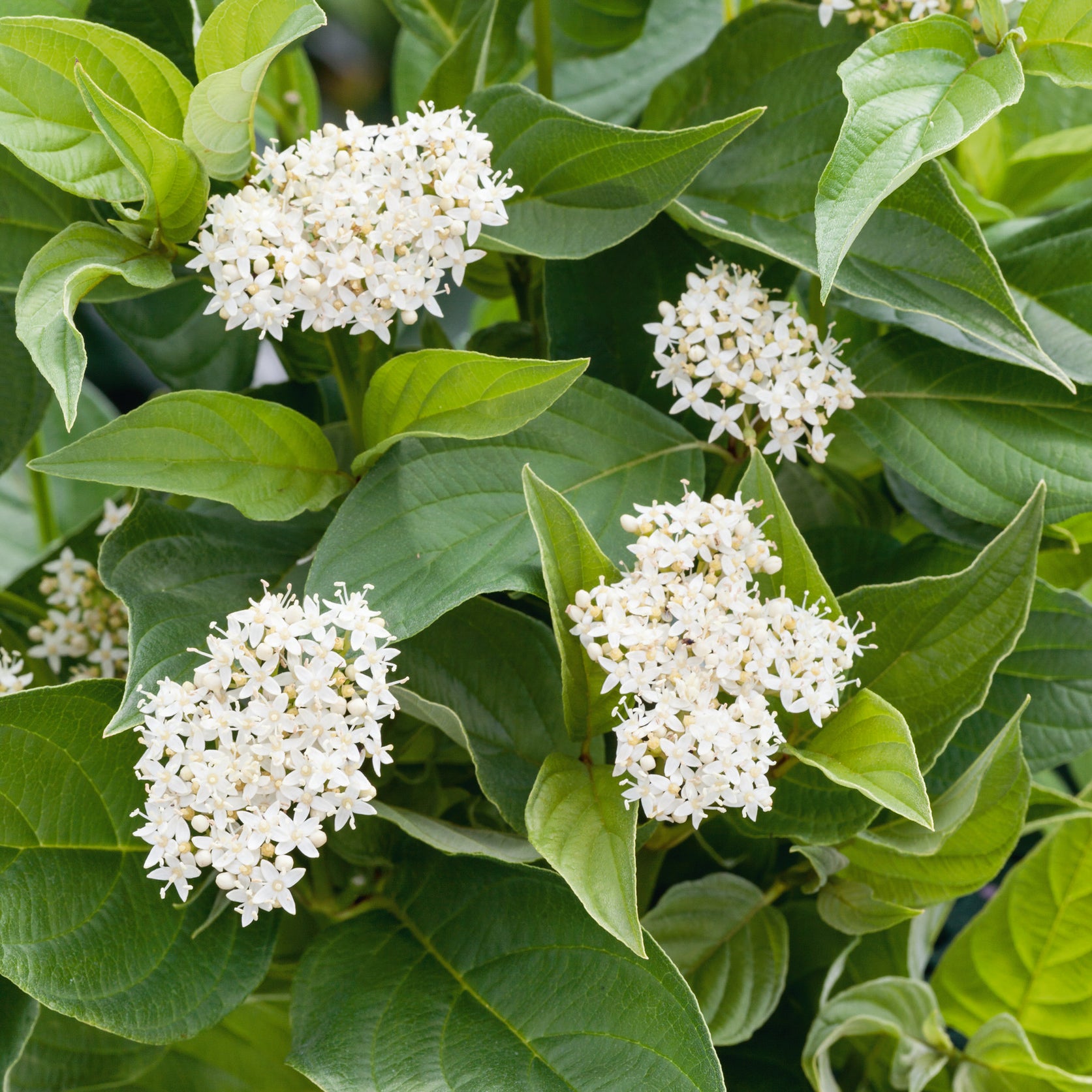 Buy Cornus stolonifera Flaviramea The Golden Twig Dogwood Online For ...