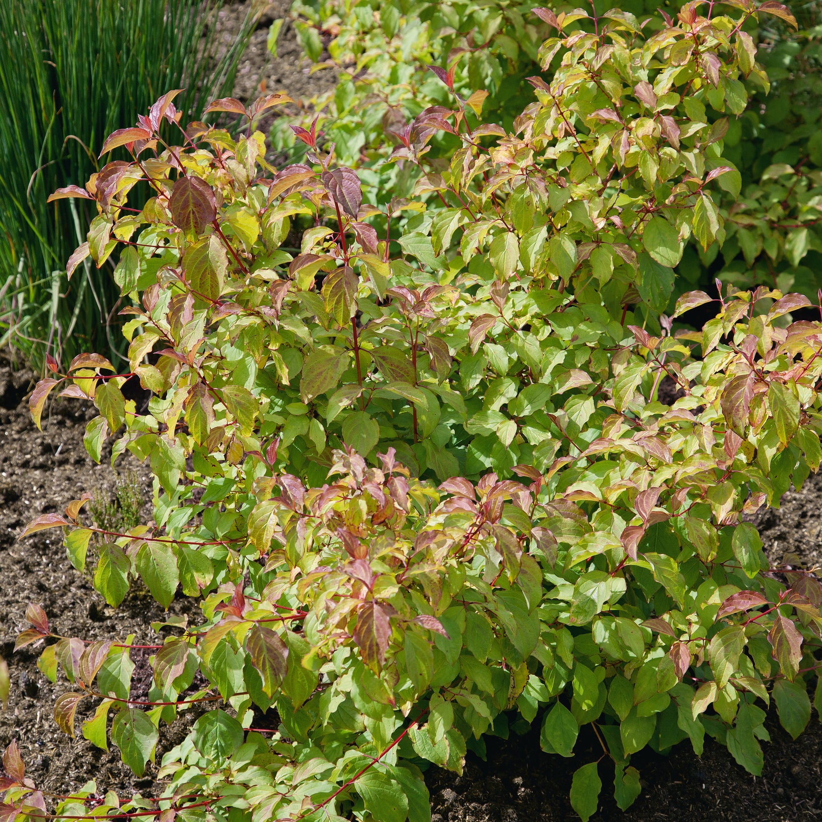 Buy Cornus stolonifera Flaviramea The Golden Twig Dogwood Online For ...