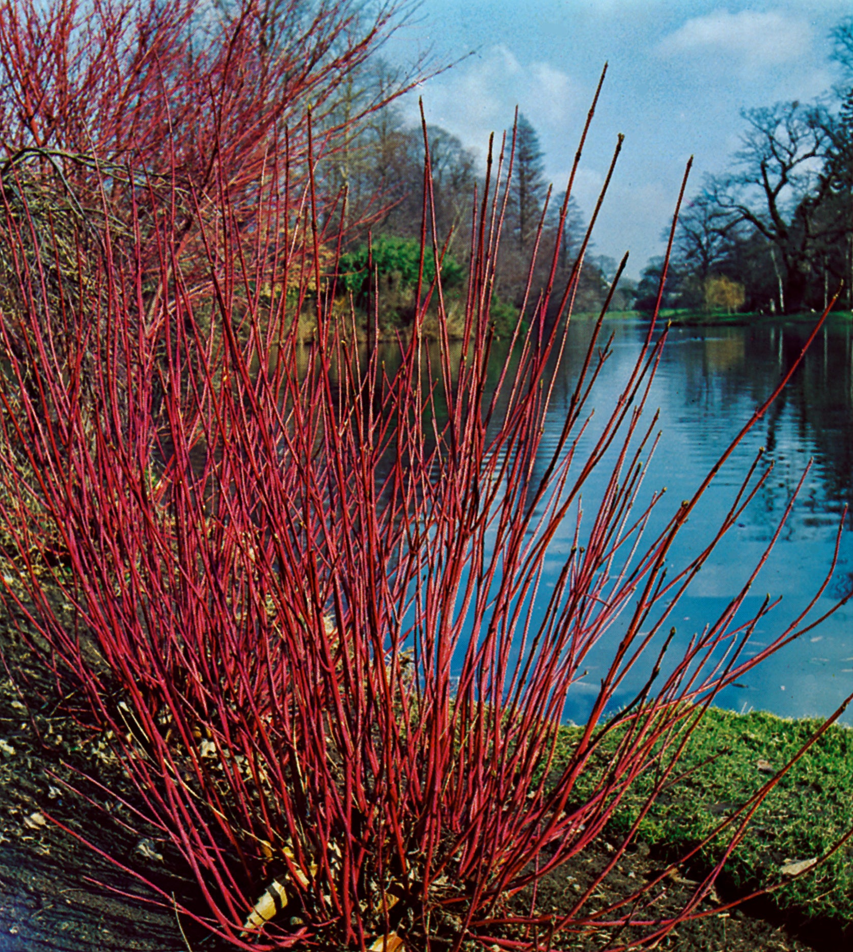 Buy Cornus Alba Miracle Red Stemmed Dogwood (3 Litre Pot Grown Shrub ...