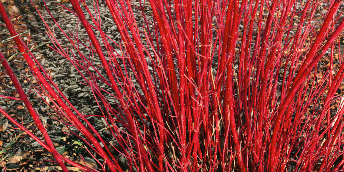 Buy Cornus Alba Miracle Red Stemmed Dogwood (3 Litre Pot Grown Shrub ...