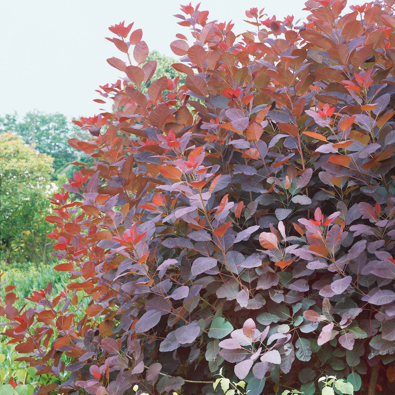 Buy Cotinus Grace the Smoke Bush Online For Only £25 — Plants2Gardens