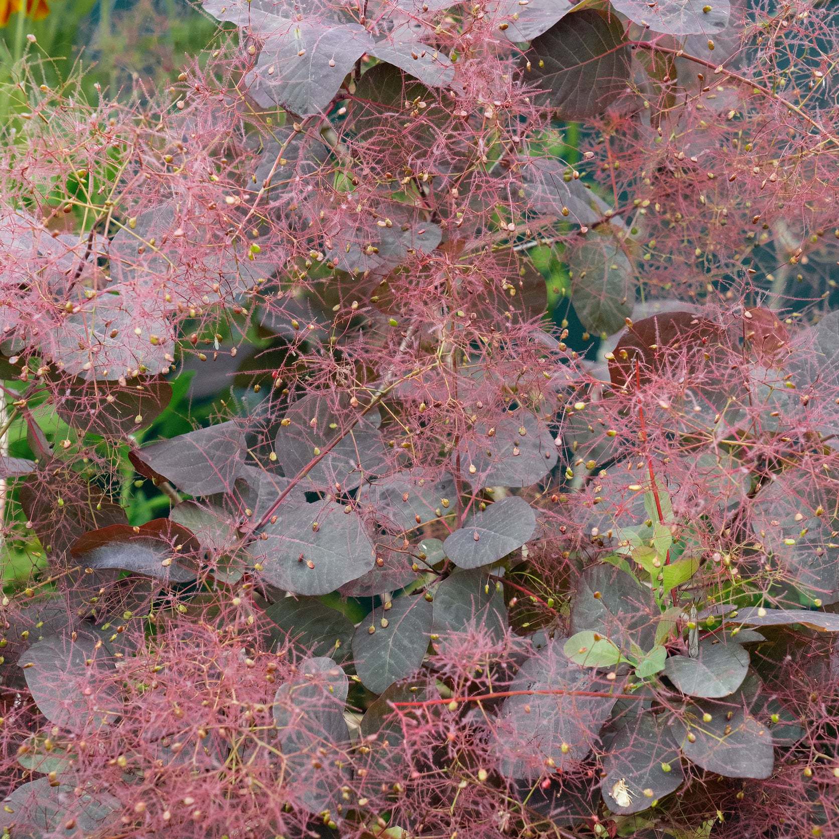 Buy Cotinus Grace the Smoke Bush Online For Only £25 — Plants2Gardens