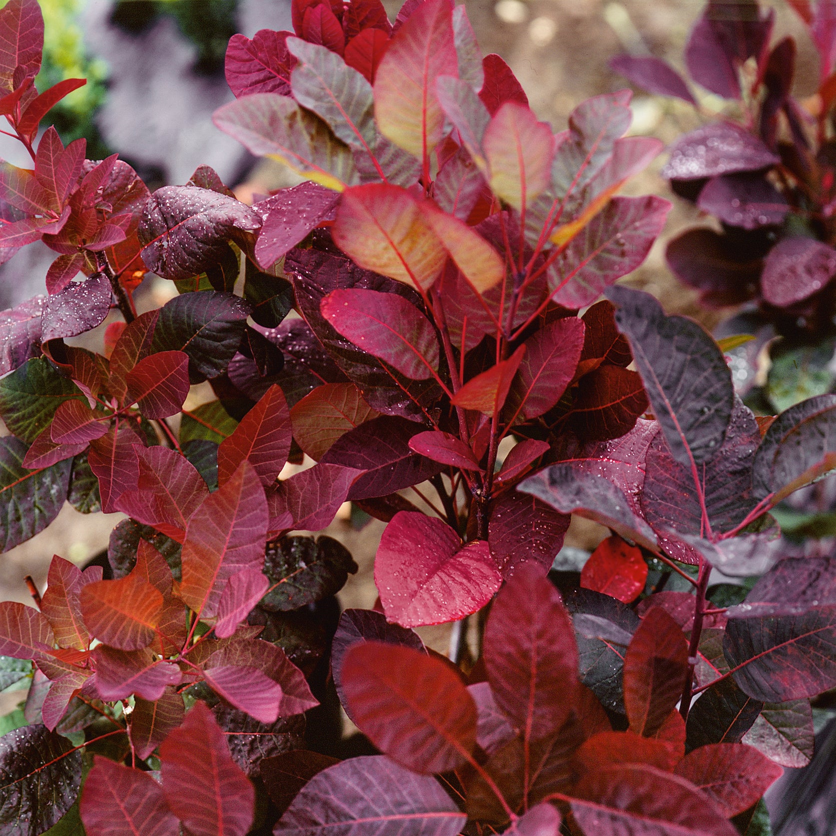 Buy Cotinus Grace the Smoke Bush Online For Only £25 — Plants2Gardens