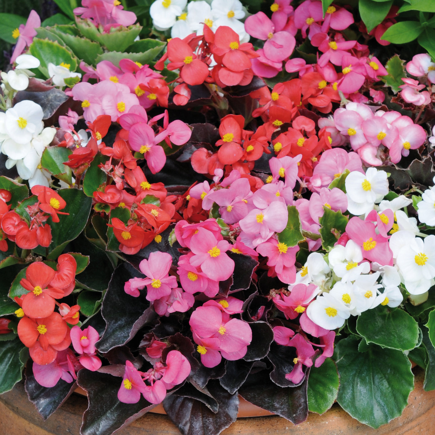 Buy Begonia Devils Delight Mix Online For Only £19 — Plants2Gardens