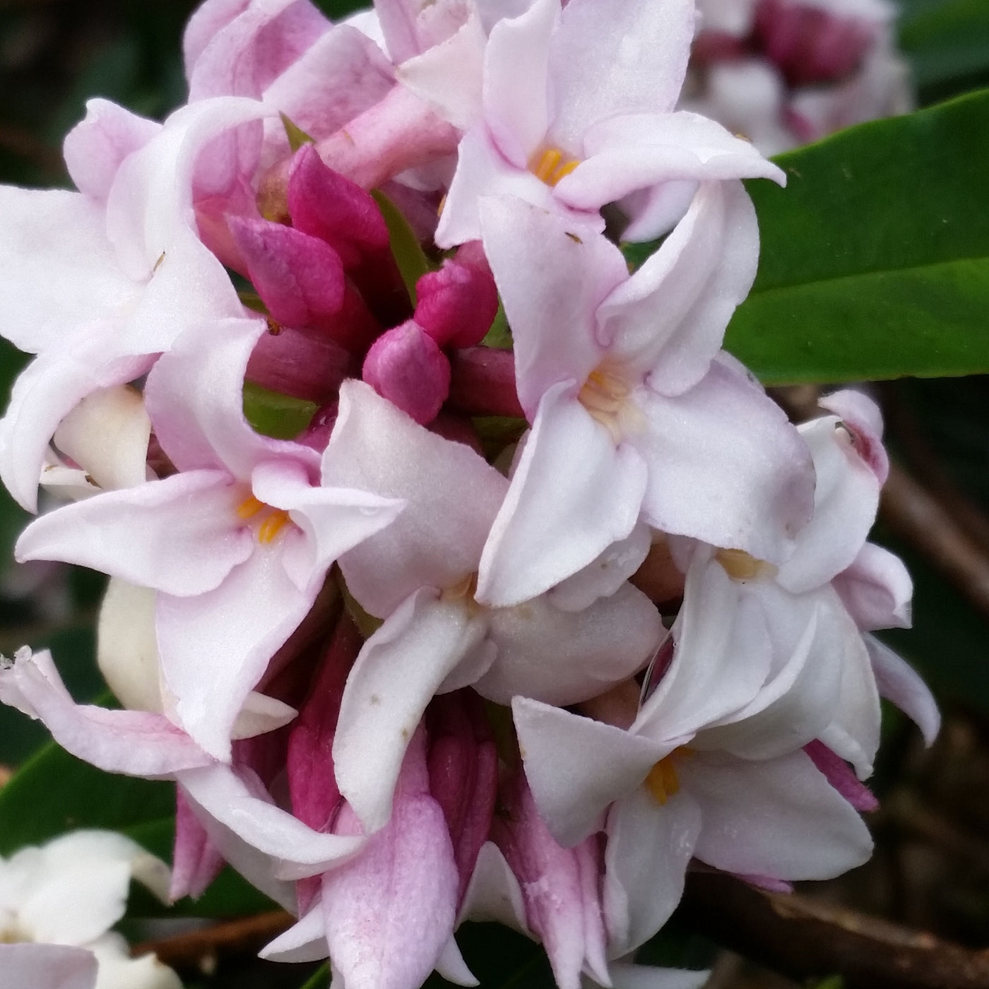 Buy a winter flowering, heavily scented Daphne Perfume Princess plant ...