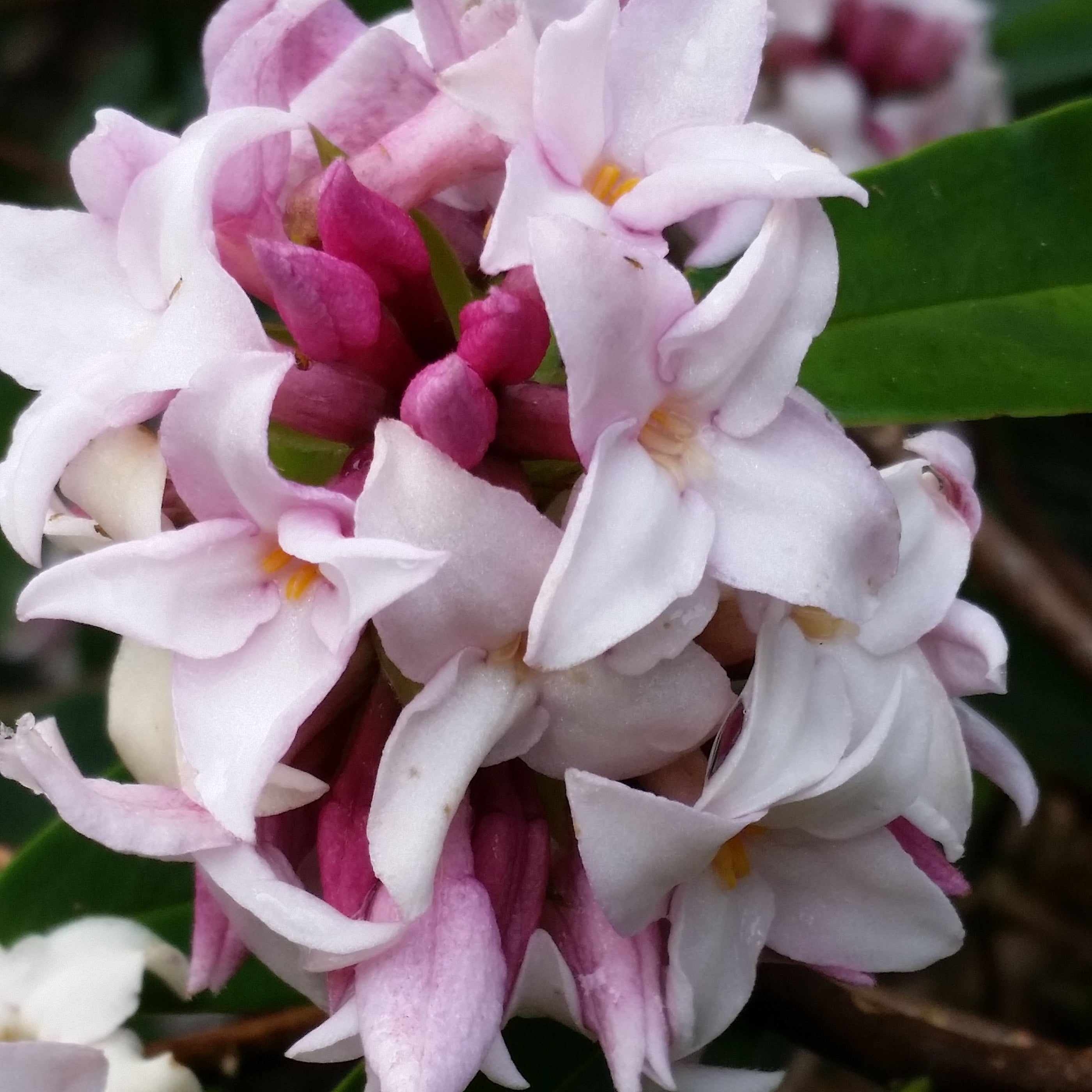 Buy a winter flowering, heavily scented Daphne Perfume Princess plant ...