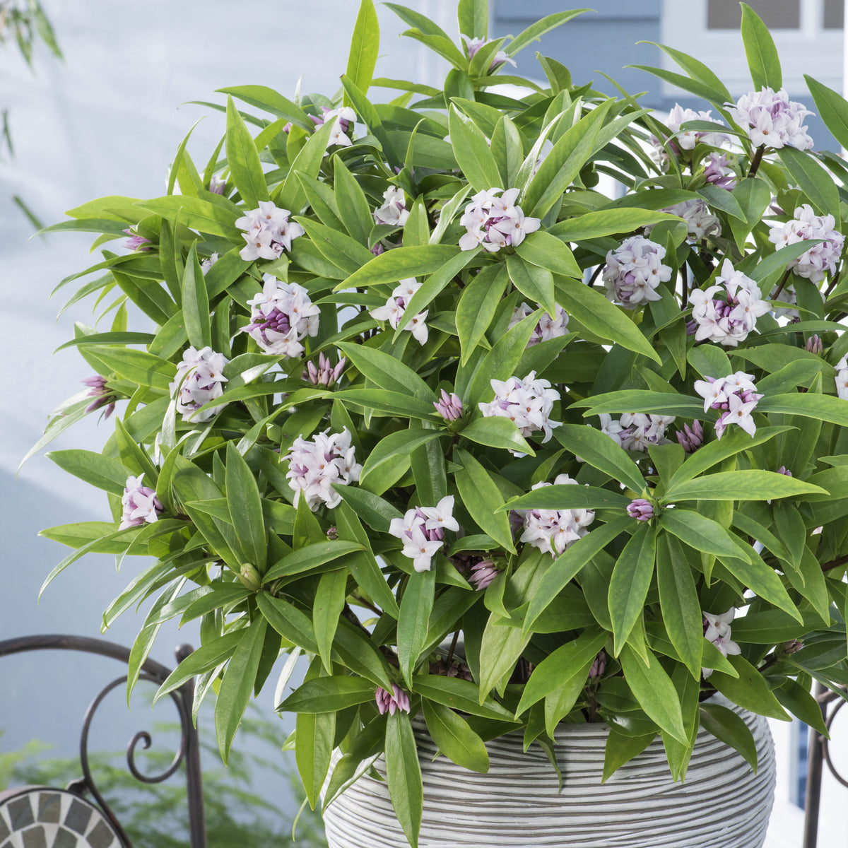 Buy a winter flowering, heavily scented Daphne Perfume Princess plant ...